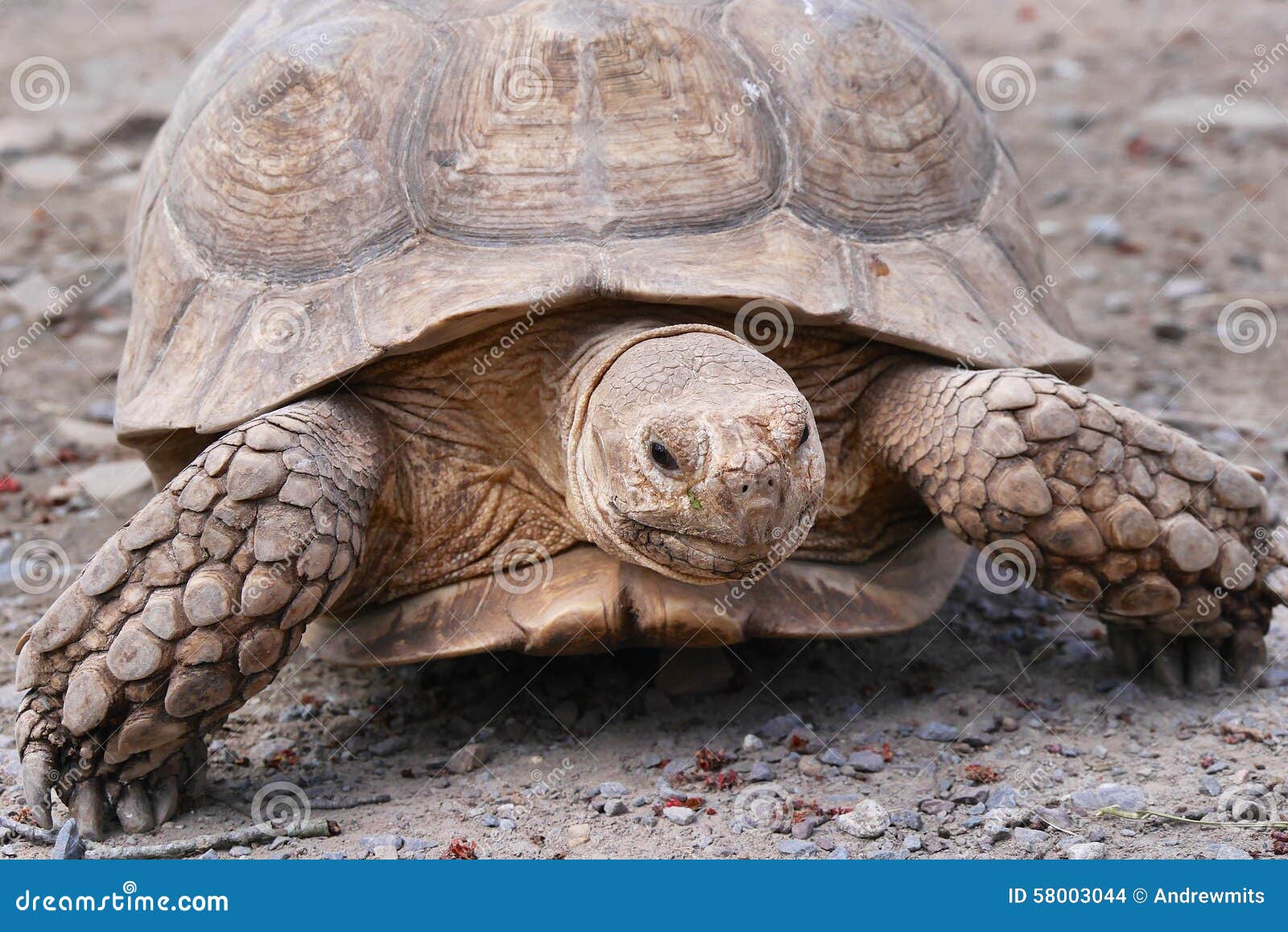 Spur-Thighed Tortoise stock photo. Image of tortoise - 58003044