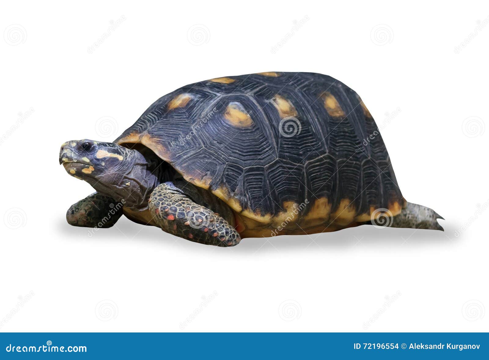 Spur Thighed Turtle Isolated Over White Stock Photos - Free & Royalty ...