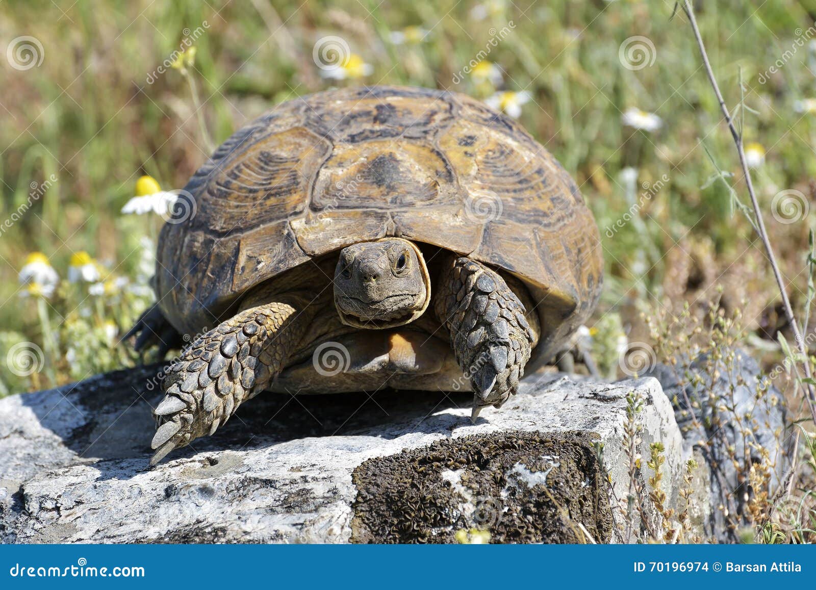 Spur Thighed Turtle (Testudo Graeca) Stock Photo - Image of endangered ...