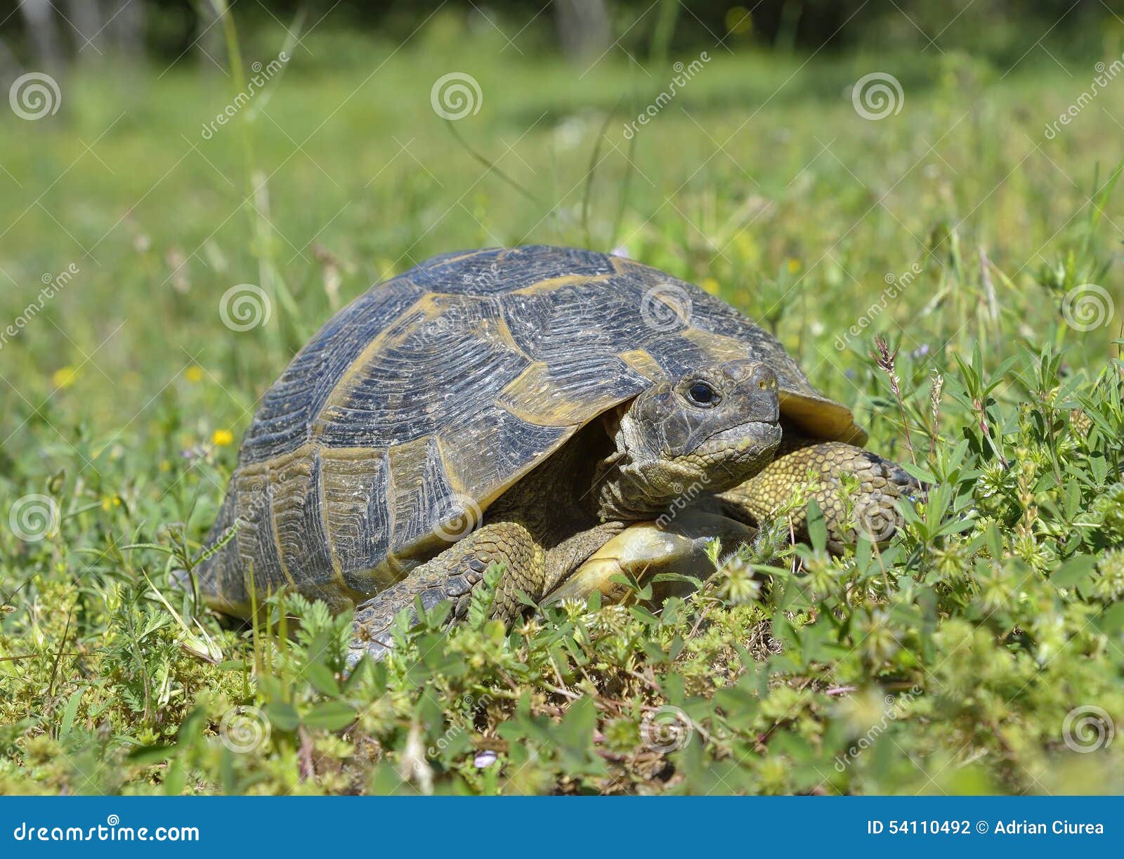 Spur Thighed Turtle (Testudo Graeca) Stock Photo - Image of green, slow ...