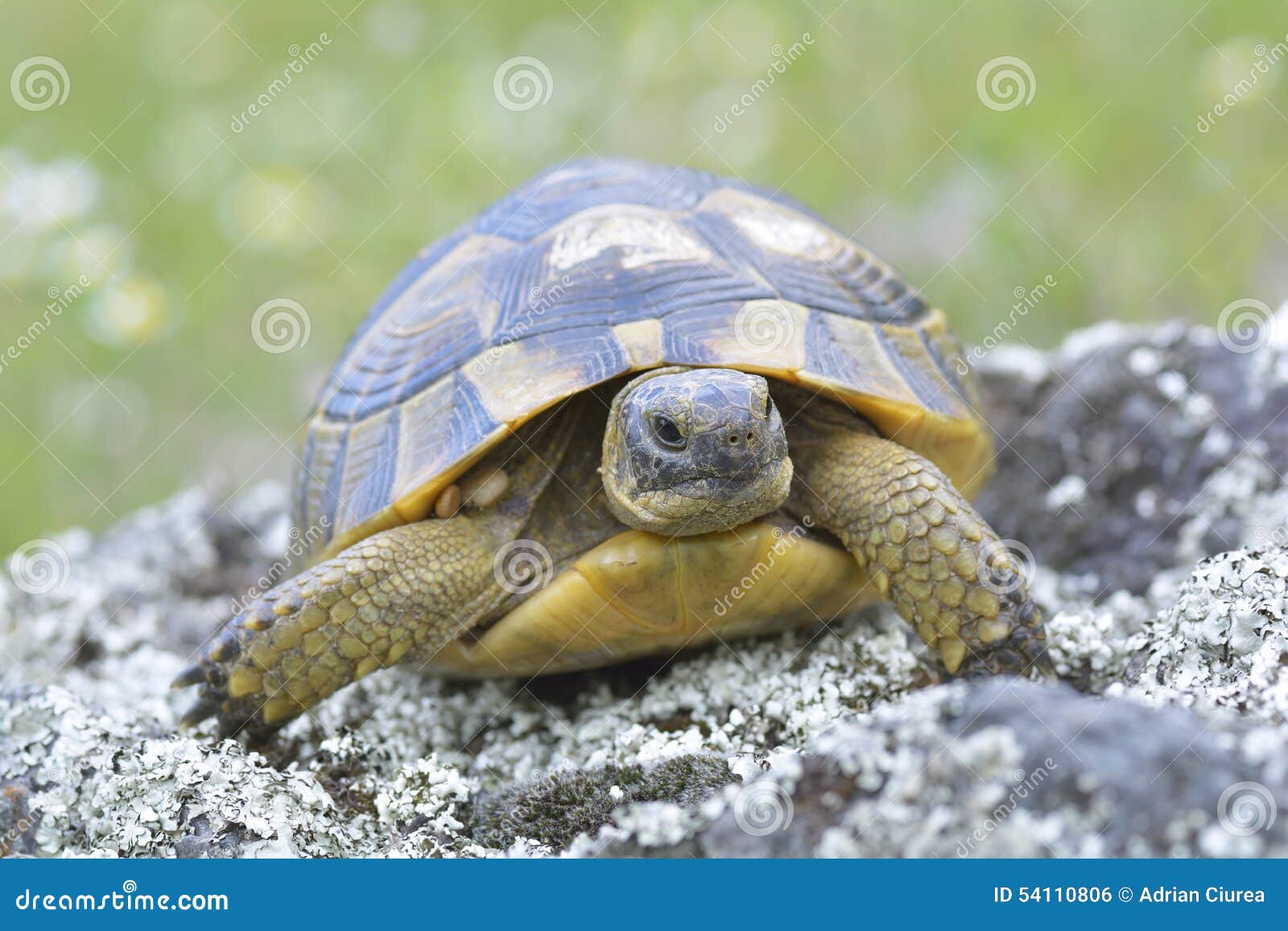 Spur Thighed Turtle (Testudo Graeca) Stock Photo - Image of herbivore ...