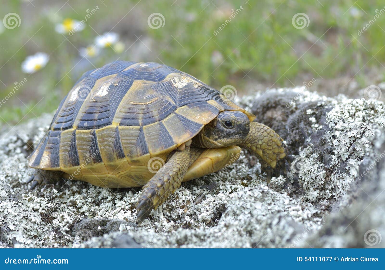 Spur Thighed Turtle (Testudo Graeca) Stock Image - Image of hermann ...