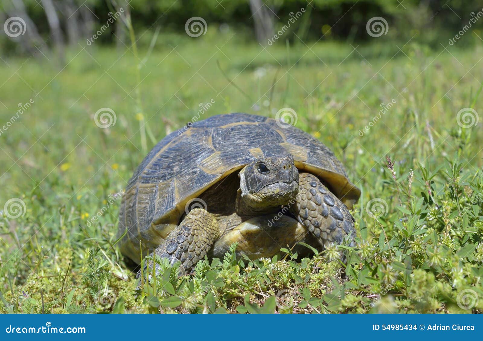 Spur Thighed Turtle (Testudo Graeca) Stock Photo - Image of centenarian ...