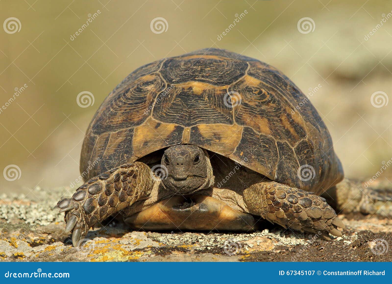 Turtle Testudo Marginata European Landturtle Eat 6 Stock Photo ...