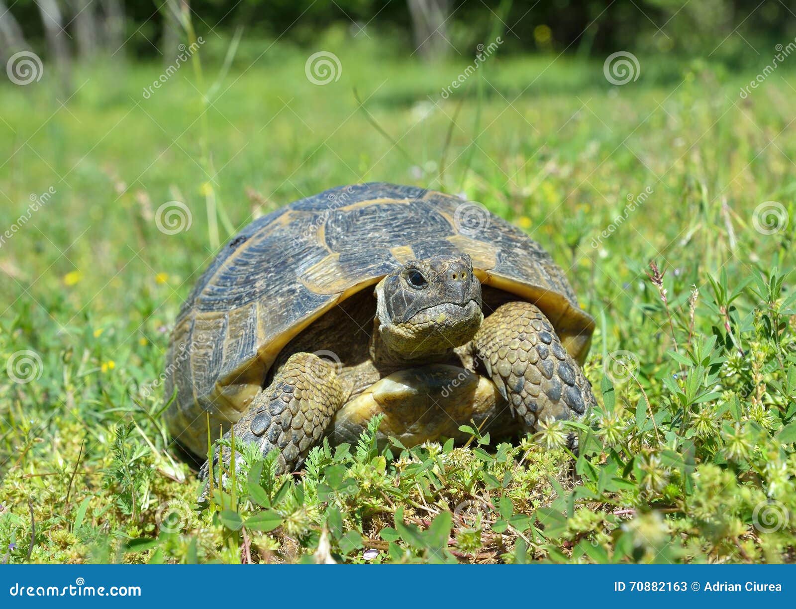 Spur Thighed Turtle (Testudo Graeca) Stock Image - Image of herbivore ...