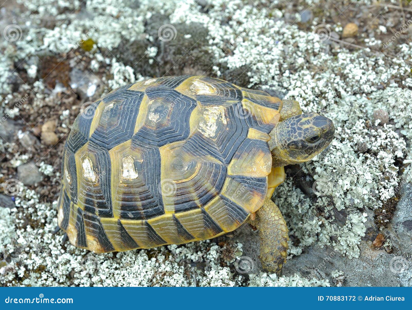Spur Thighed Turtle (Testudo Graeca) Stock Photo - Image of relax ...