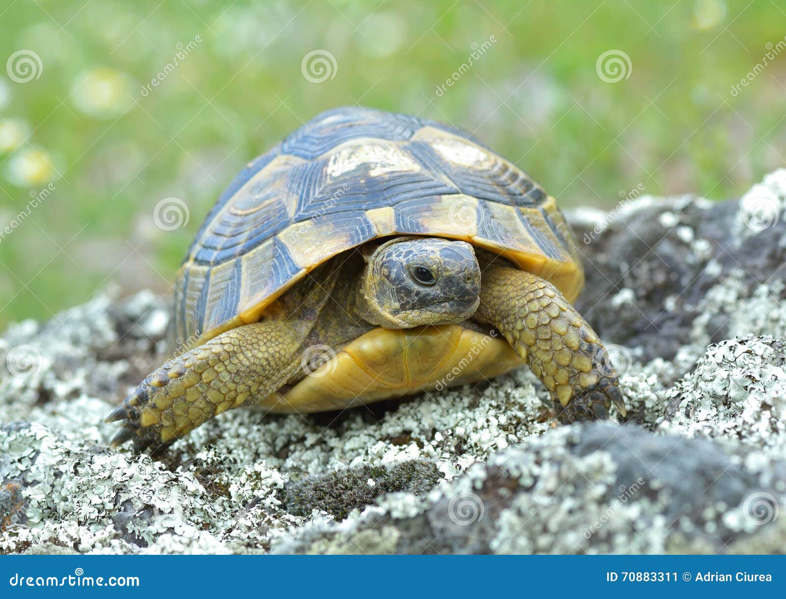 Spur Thighed Turtle (Testudo Graeca) Stock Image - Image of slowly ...