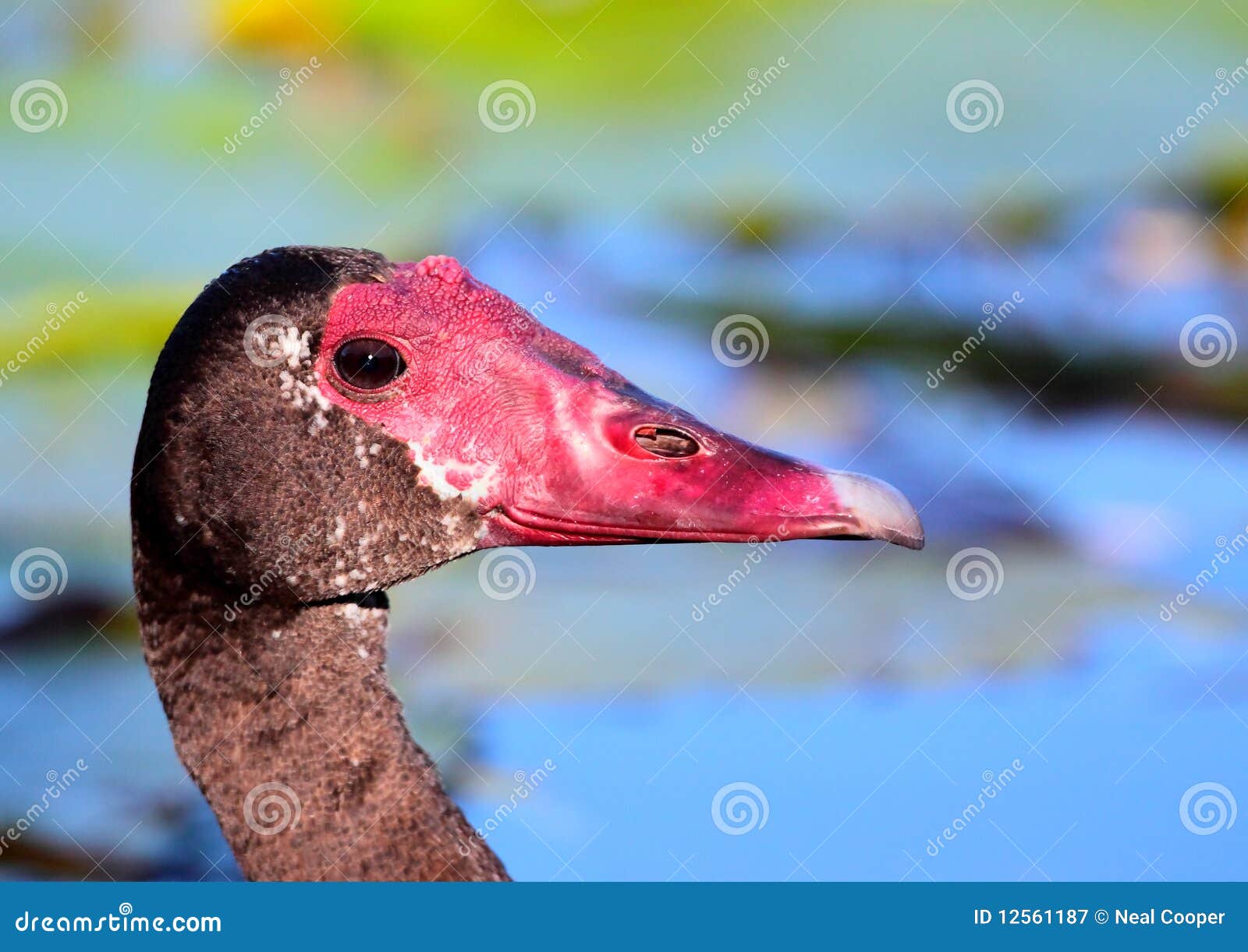 Spur-winged Goose stock image. Image of spurwing, bills - 12561187