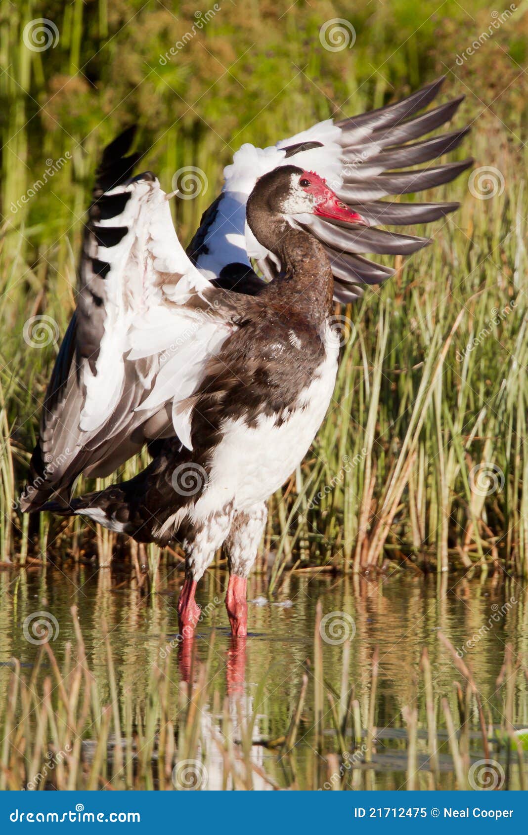 Spur-winged Goose stock image. Image of duck, waterfowl - 21712475