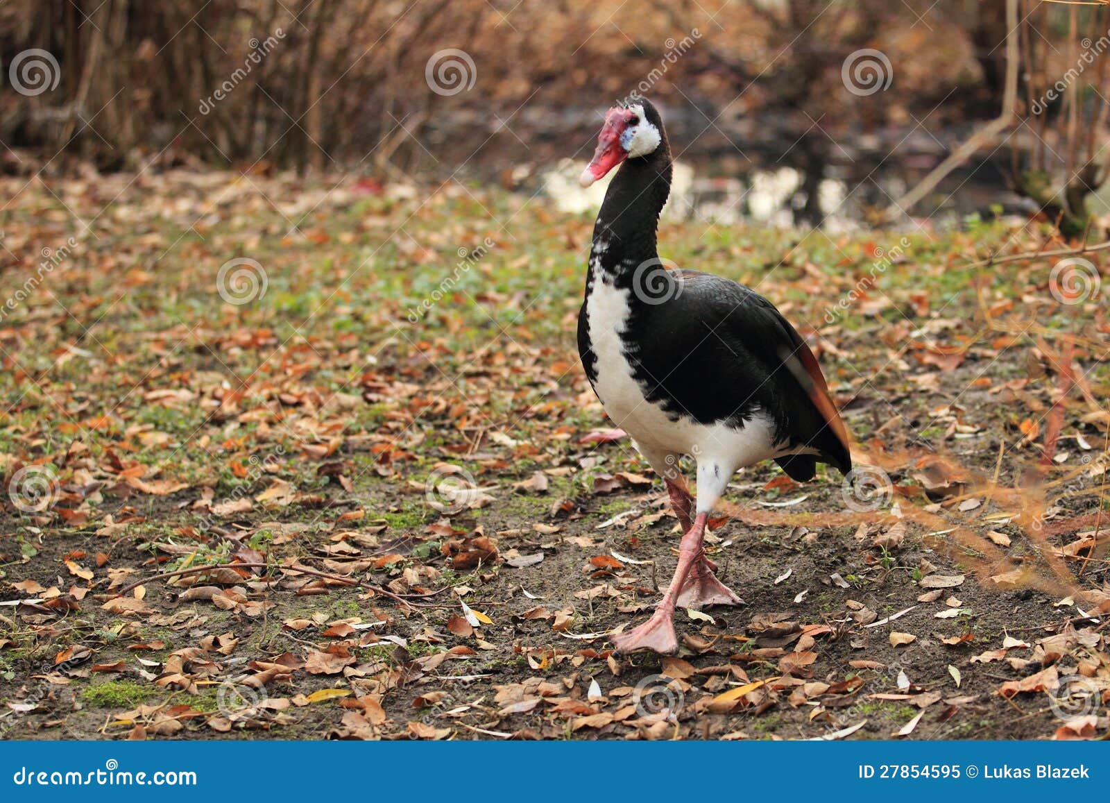 Spur-winged goose stock image. Image of spur, soil, animal - 27854595