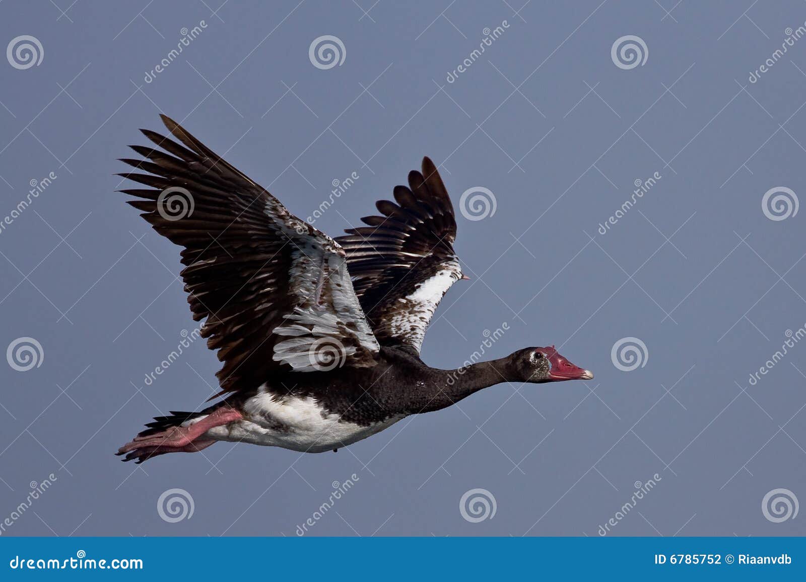 Spur-winged Goose stock photo. Image of outdoors, reserves - 6785752