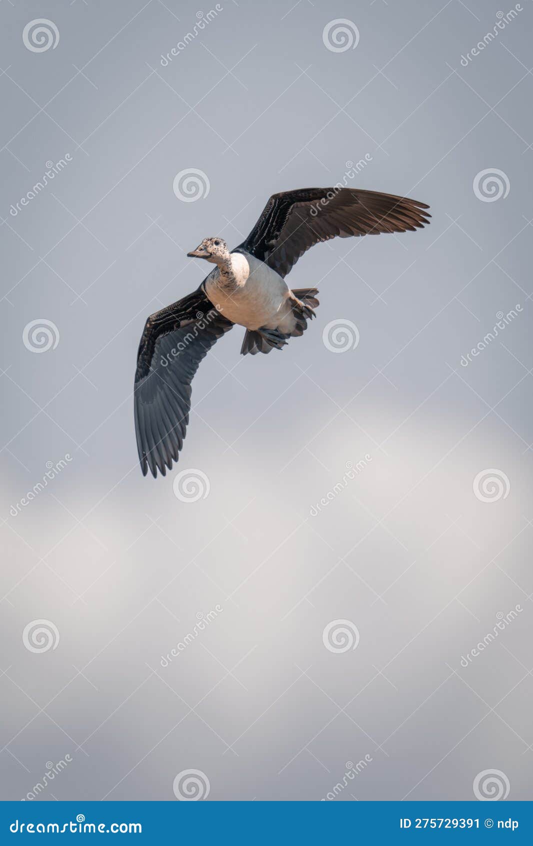 Spur-winged Goose Flies Spreading Wings in Sunshine Stock Image - Image ...