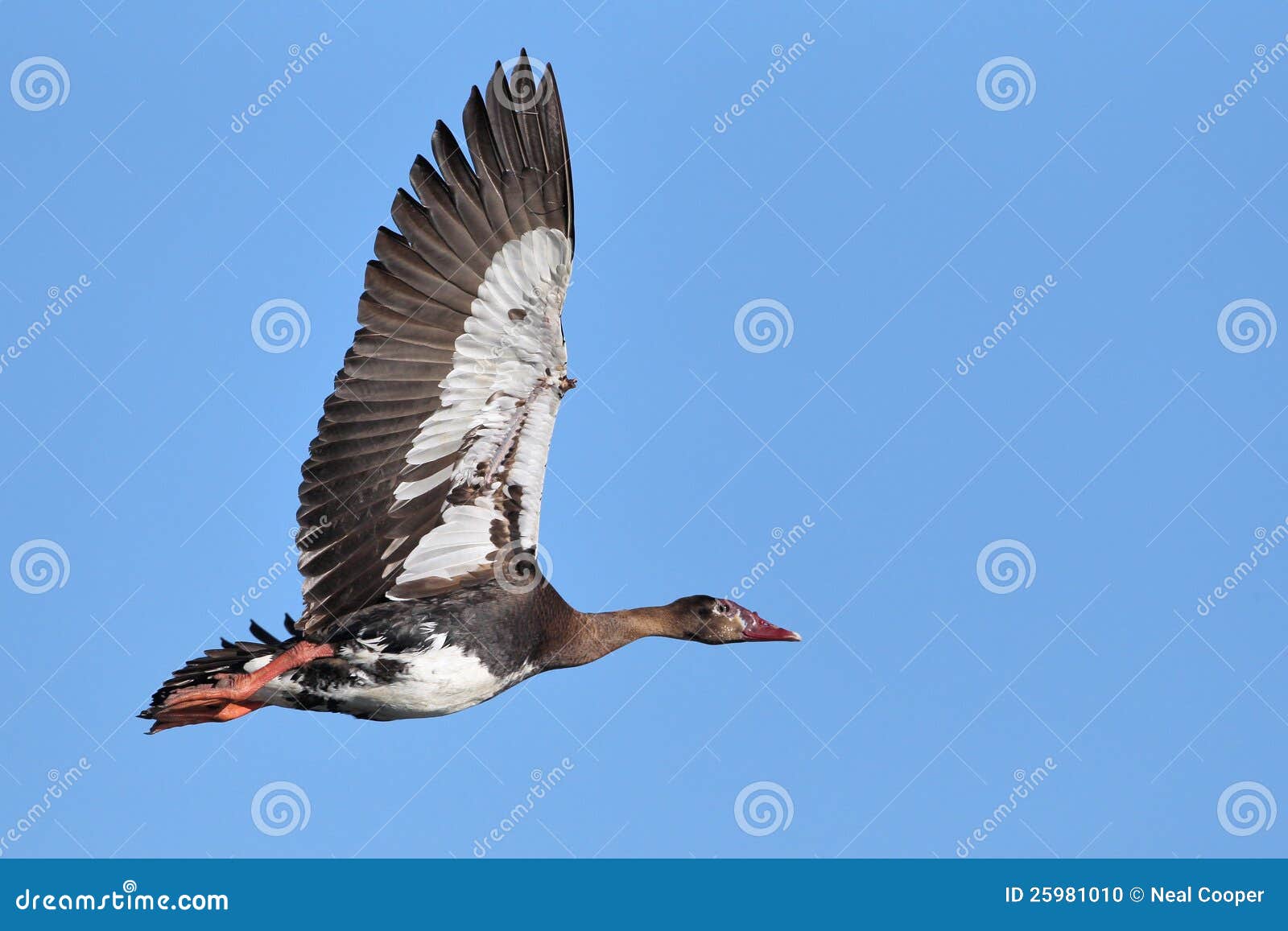 Spur-winged Goose flying stock photo. Image of plectropterinae - 25981010