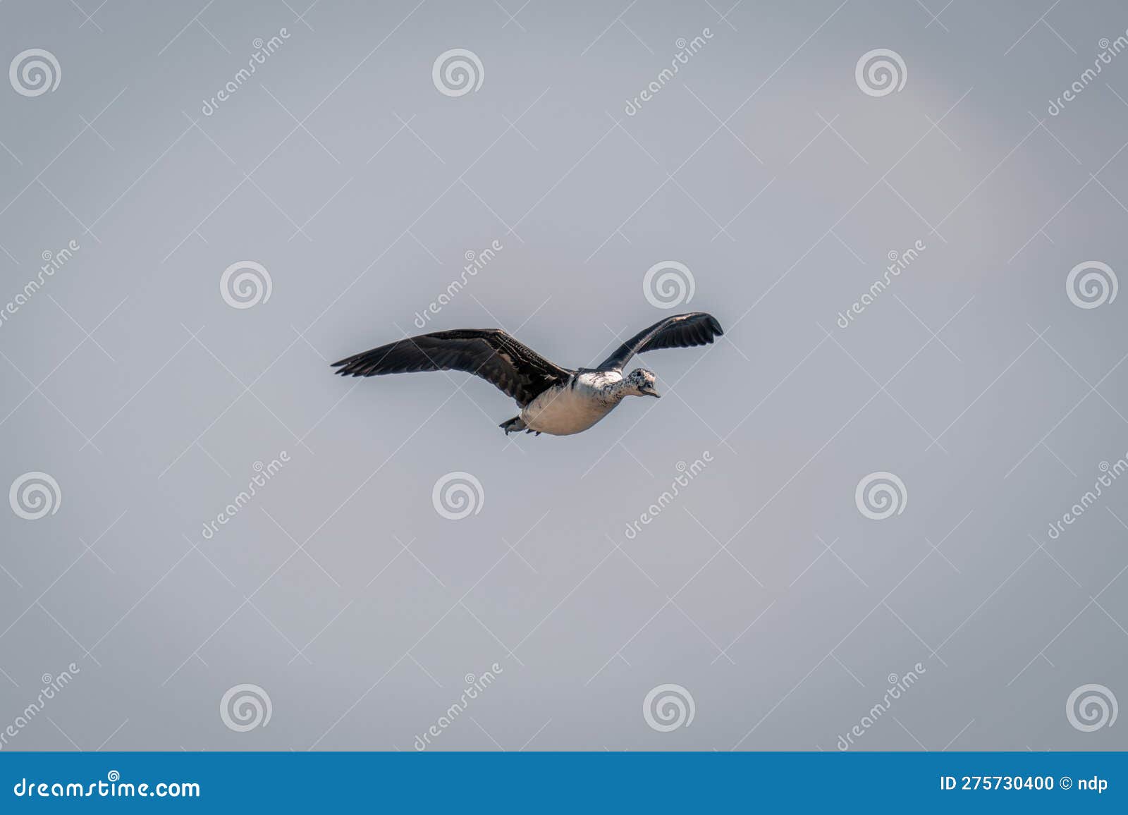 Spur-winged Goose Glides Spreading Wings in Sunshine Stock Photo ...