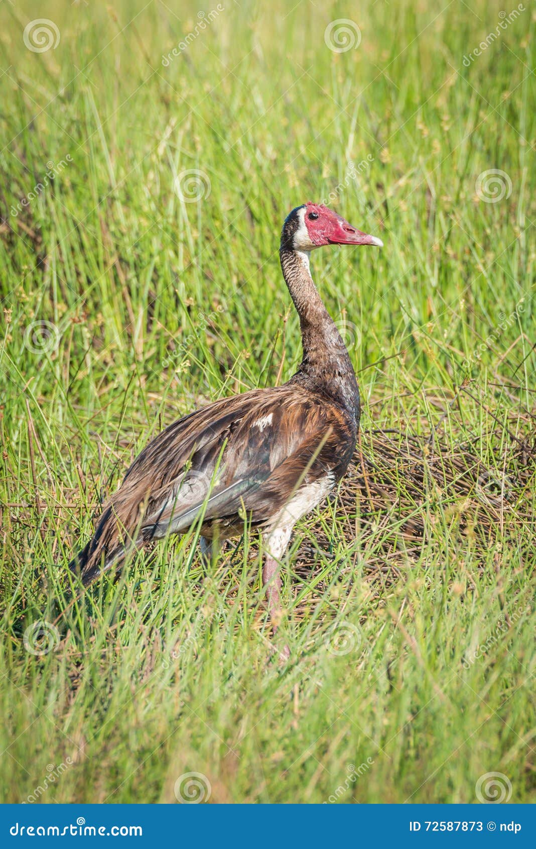 Spur-winged Goose Standing in Grass Facing Camera Stock Image - Image ...