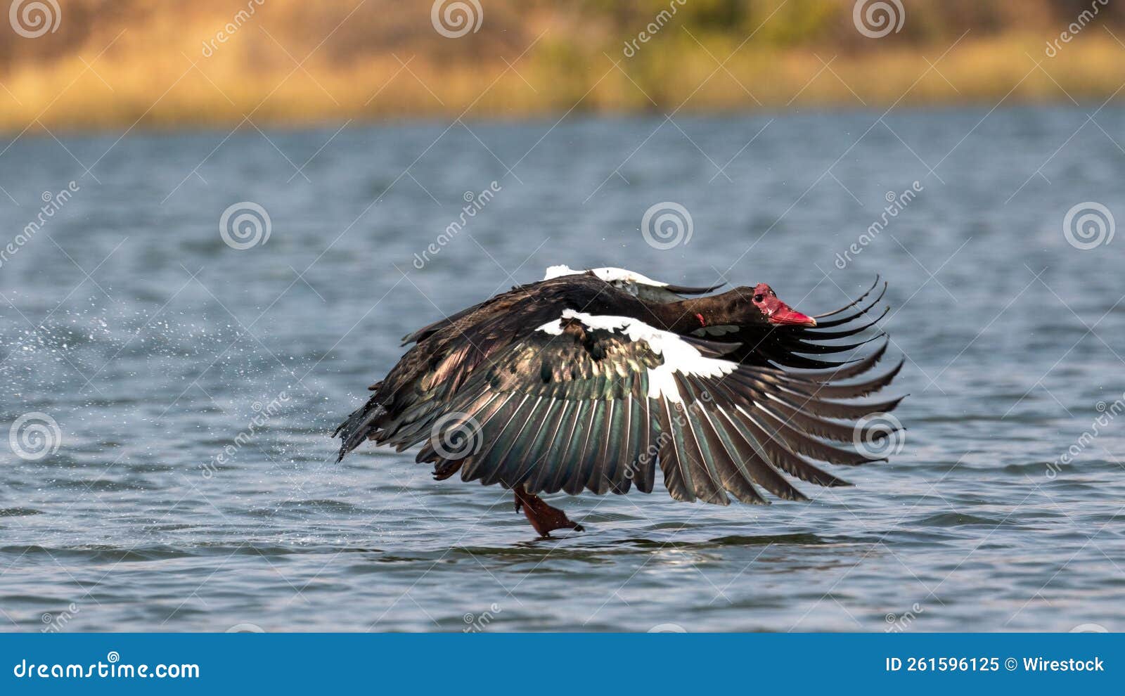 Spur-winged Goose Taking Off from Dam Stock Image - Image of wildlife ...