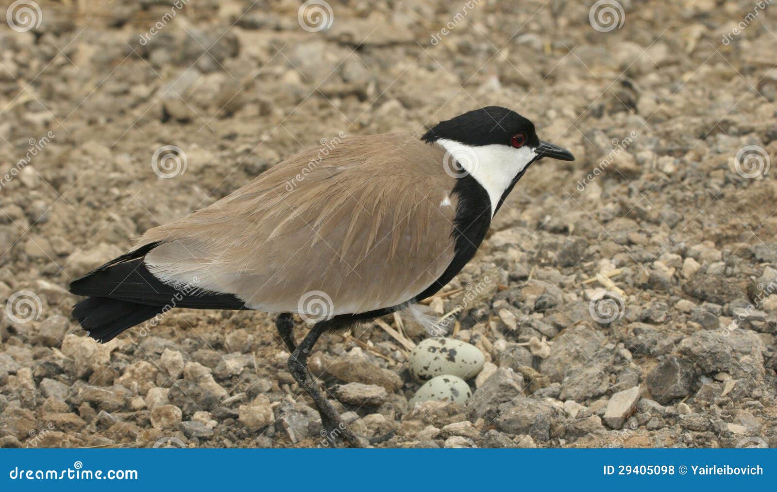 Spur winged Lapwing stock photo. Image of bird, lapwing - 29405098