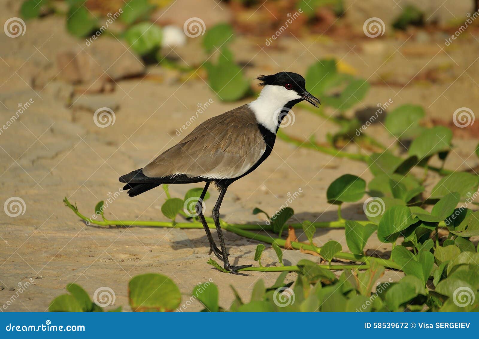 Spur-winged lapwing bird stock photo. Image of safari - 58539672