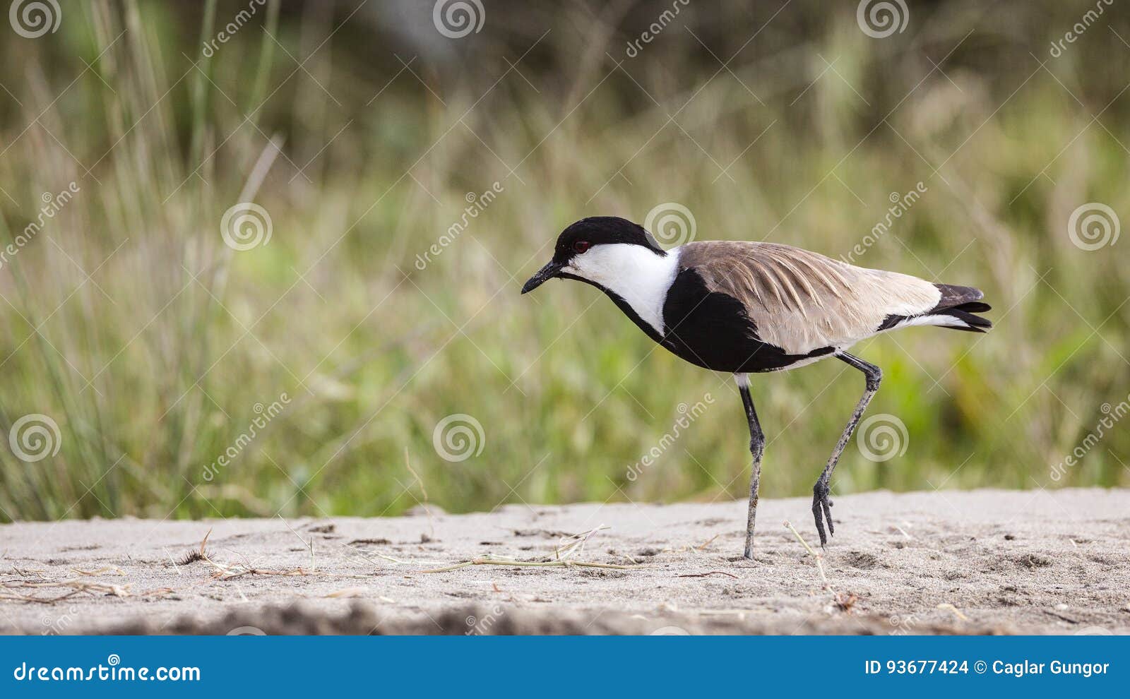 Spur-winged lapwing stock photo. Image of nature, wing - 93677424