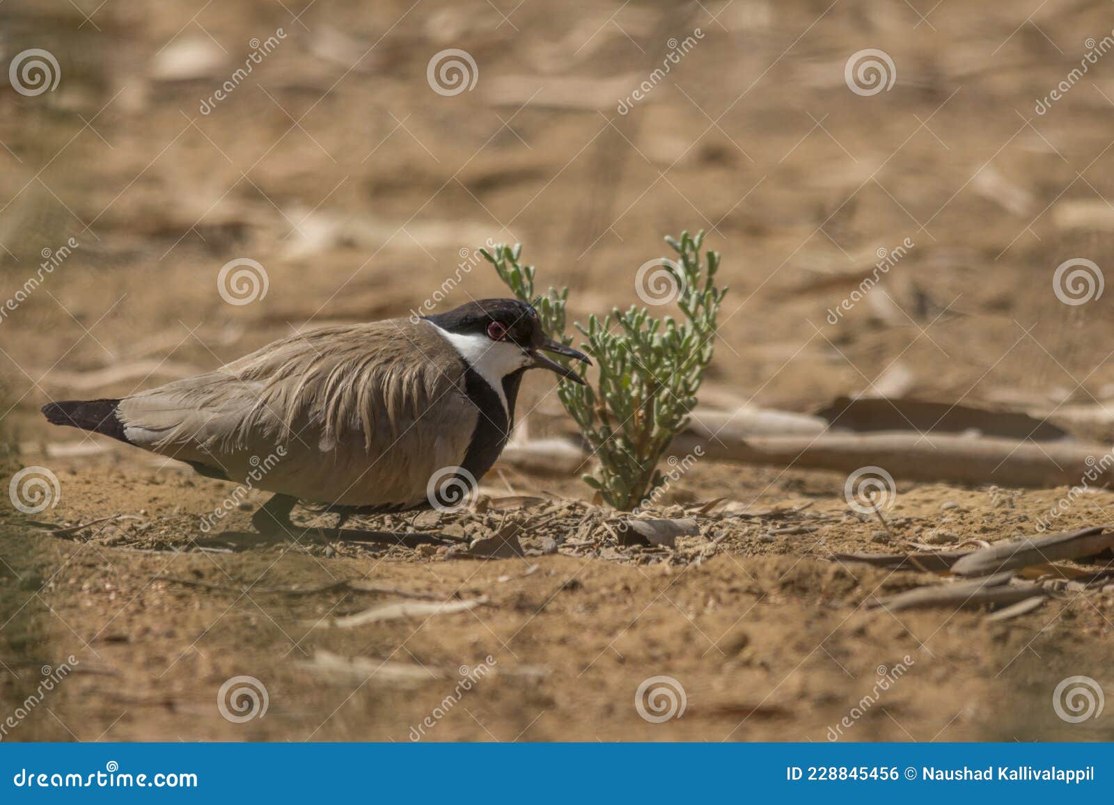 Spur-winged lapwing image stock photo. Image of nature - 228845456