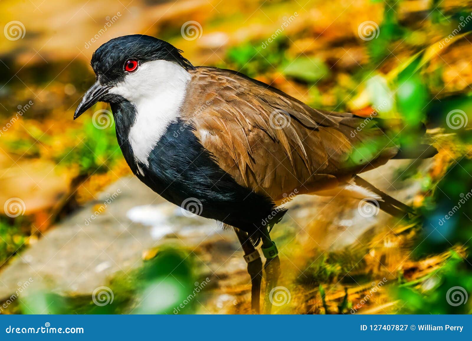 Spur-winged Lapwing Plover stock image. Image of plumage - 127407827