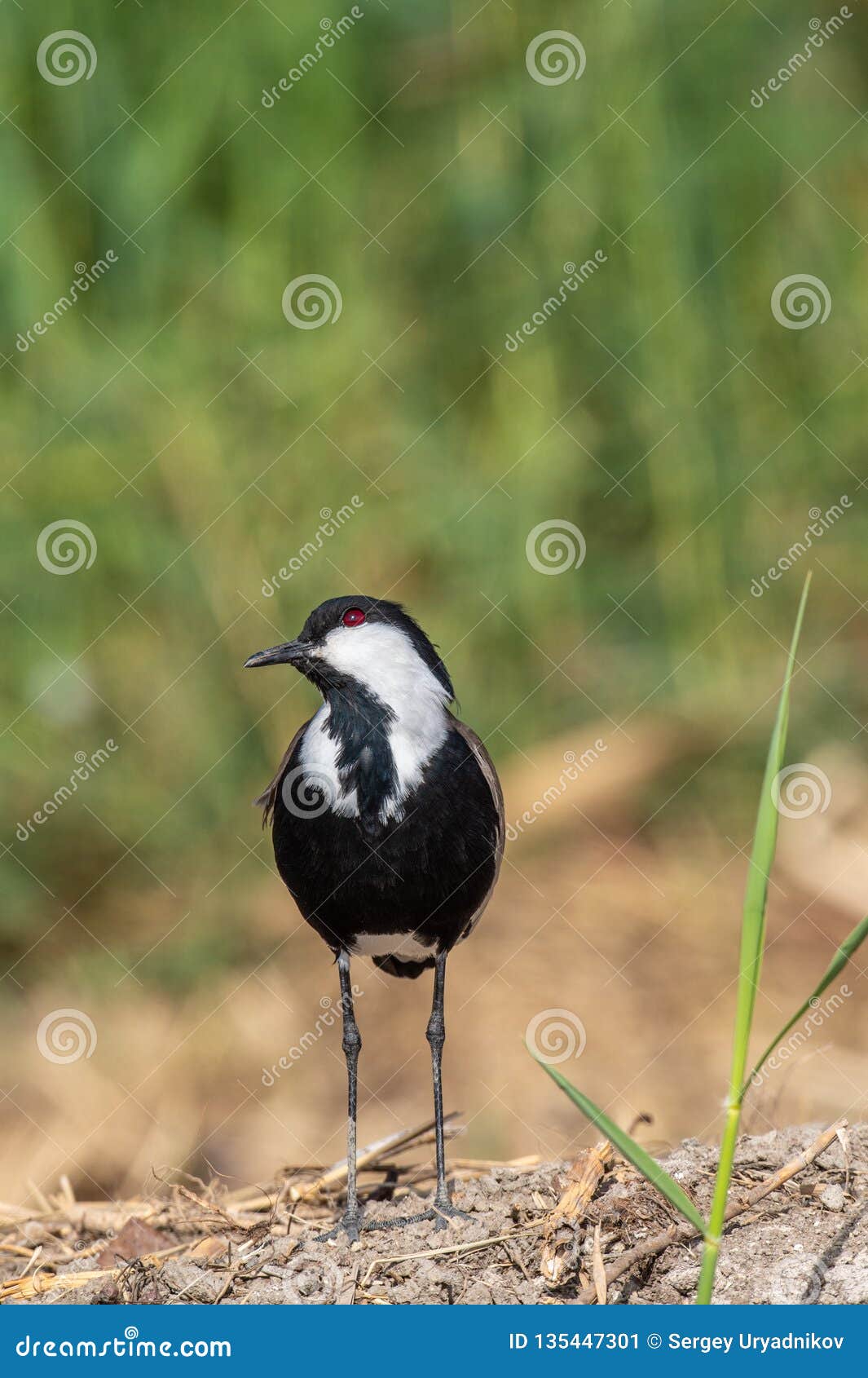 Spur-winged Lapwing. the Spur-winged Lapwing or Spur-winged Plover ...