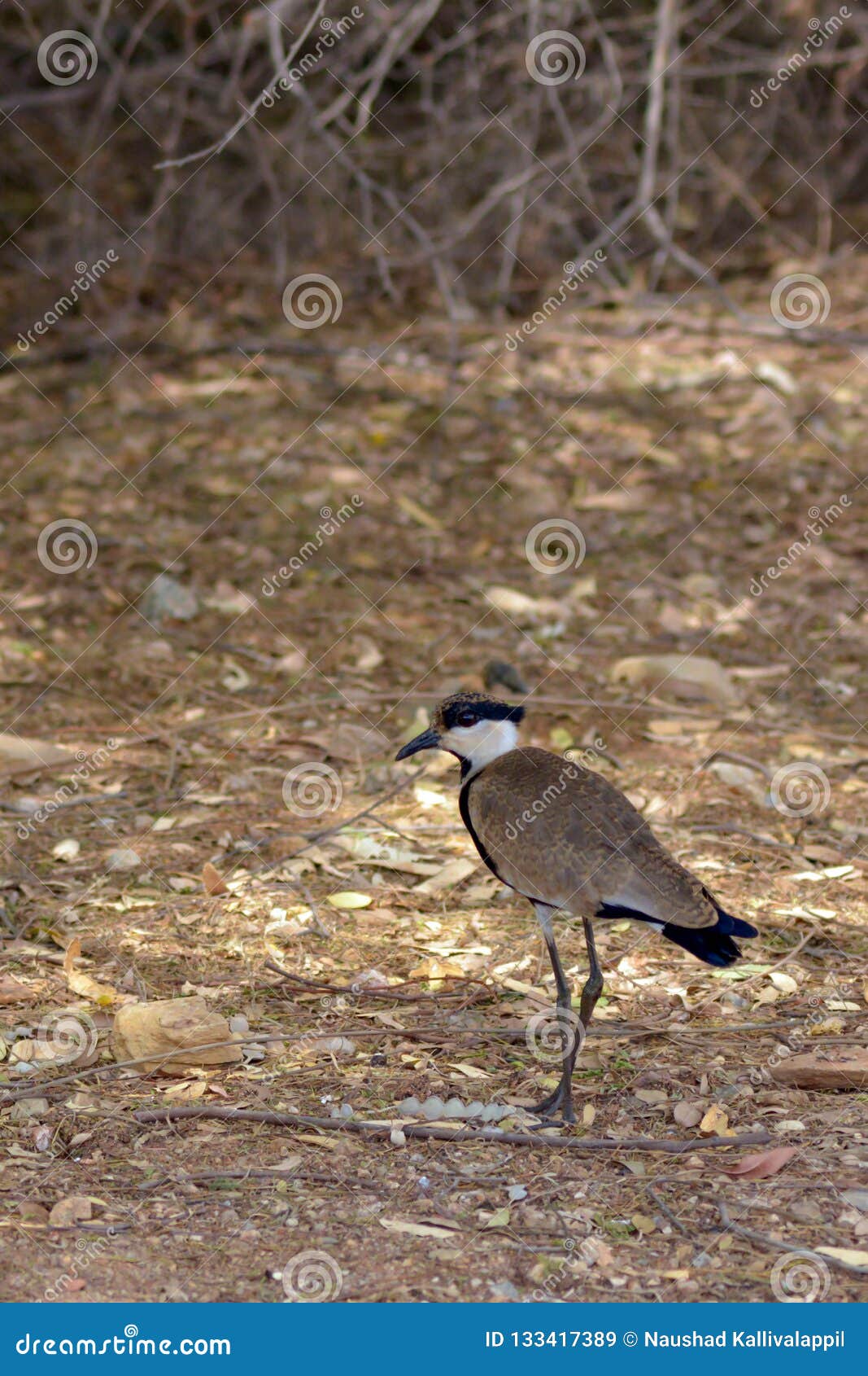 Spur winged lapwing stock image. Image of shore, environment - 133417389