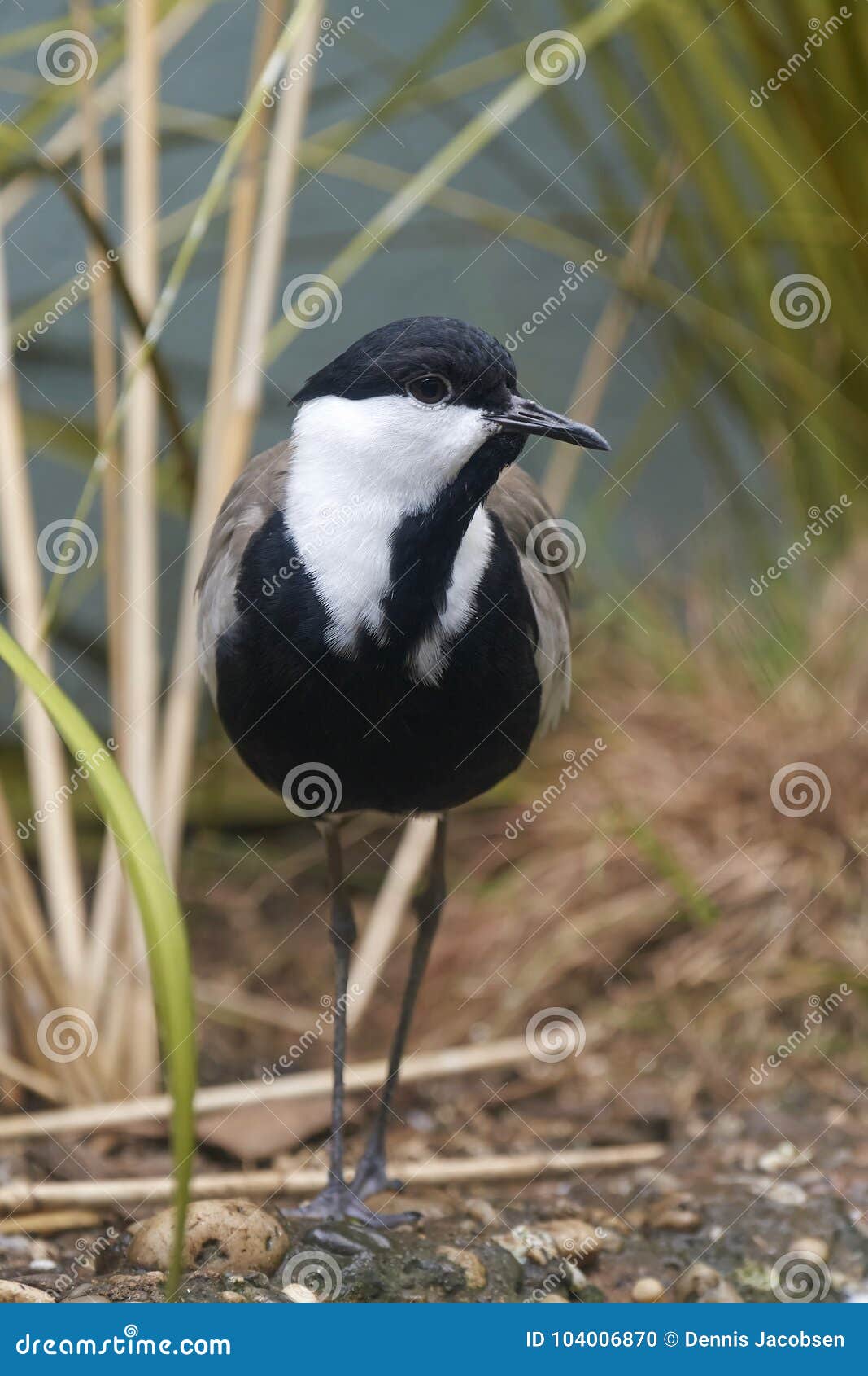 Spur-winged Lapwing Vanellus Spinosus Stock Photo - Image of lapwing ...