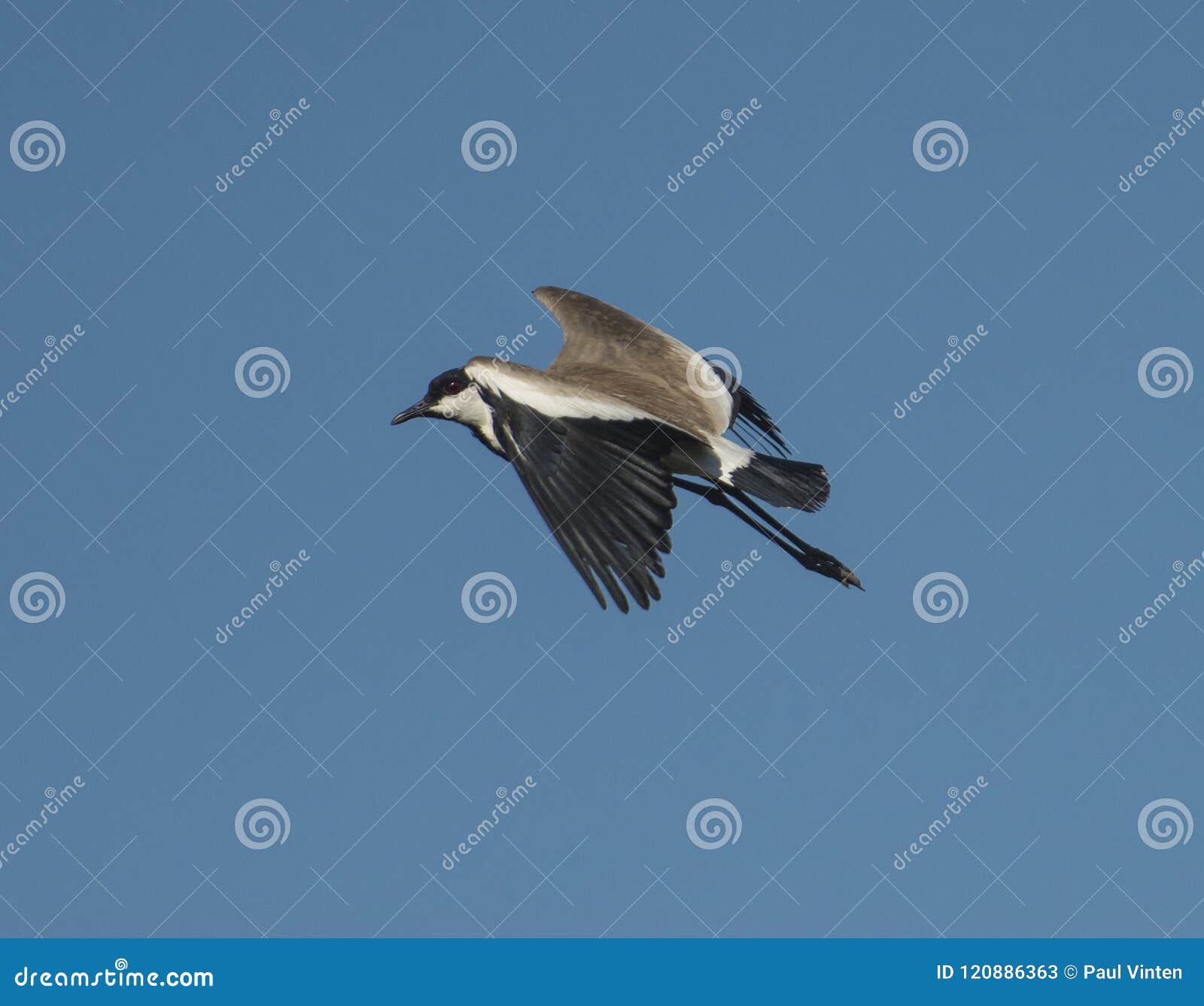 Spur-winged Lapwing Wild Bird in Flight Stock Image - Image of claws ...