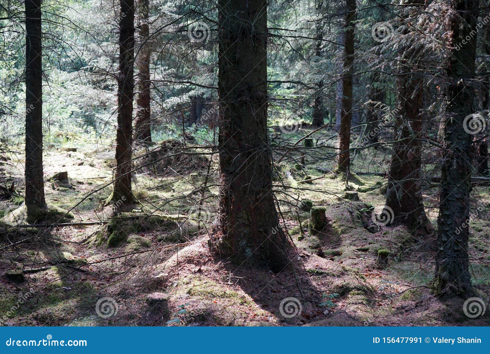 Spurce forest stock image. Image of sunlight, green - 156477991