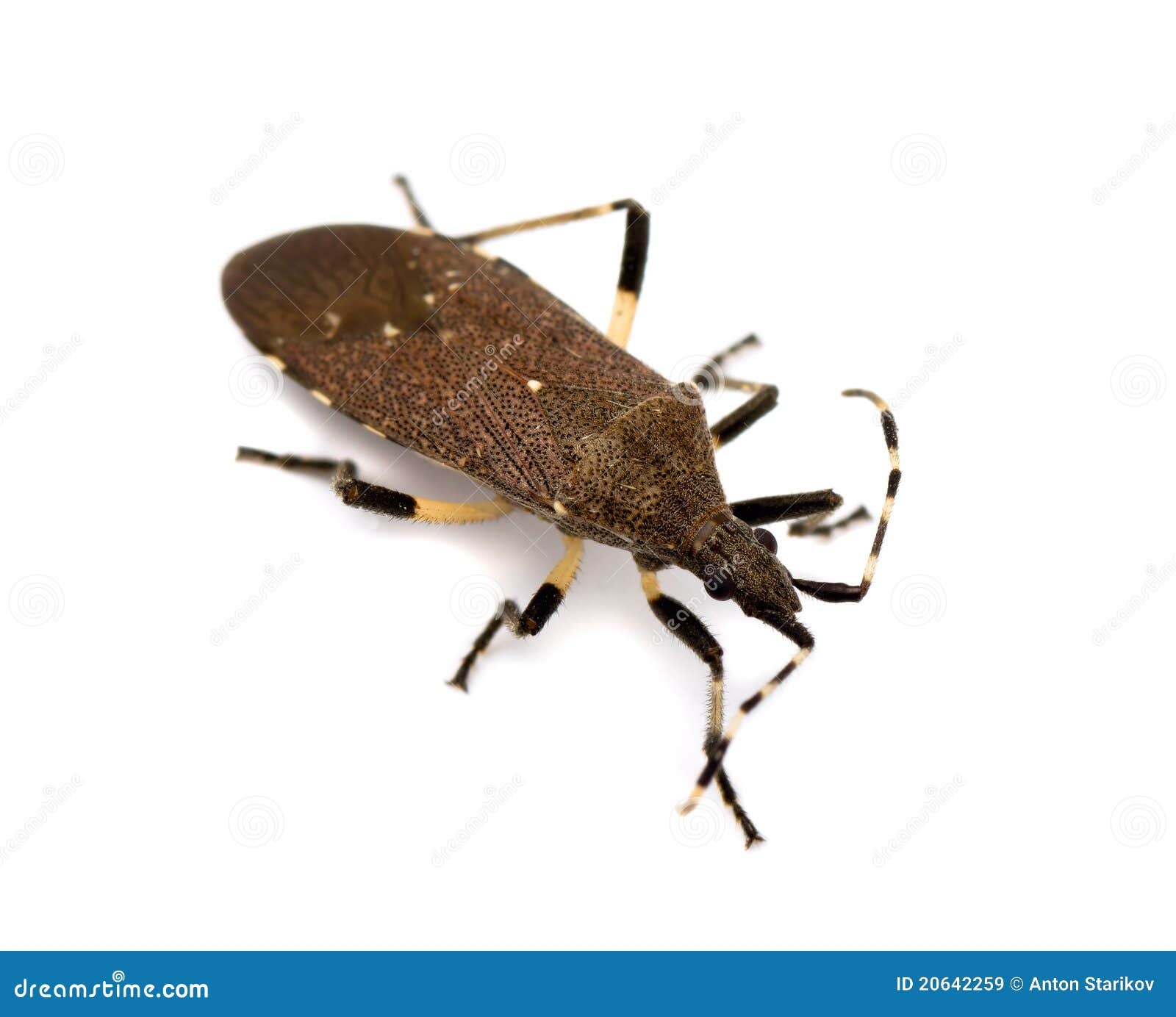 Spurge bug stock image. Image of heteropterous, animal - 20642259