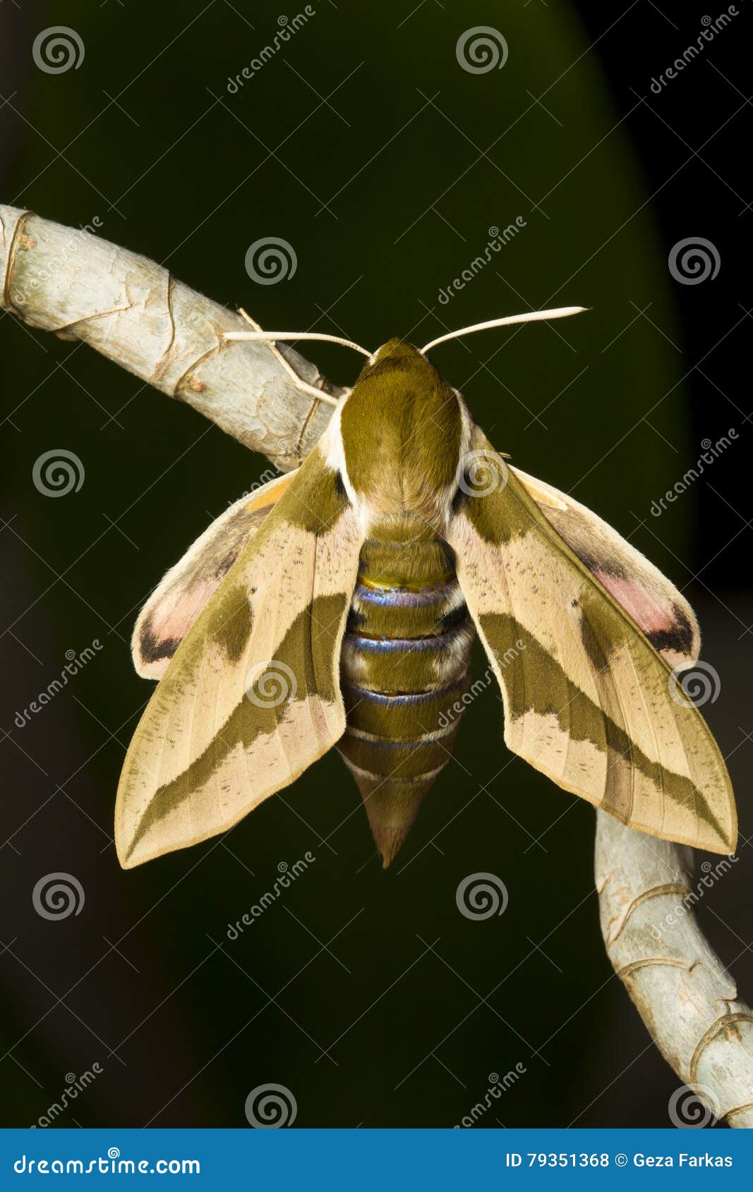 Spurge Hawk Moth Hyles Euphorbiae Resting Stock Photo - Image of ...
