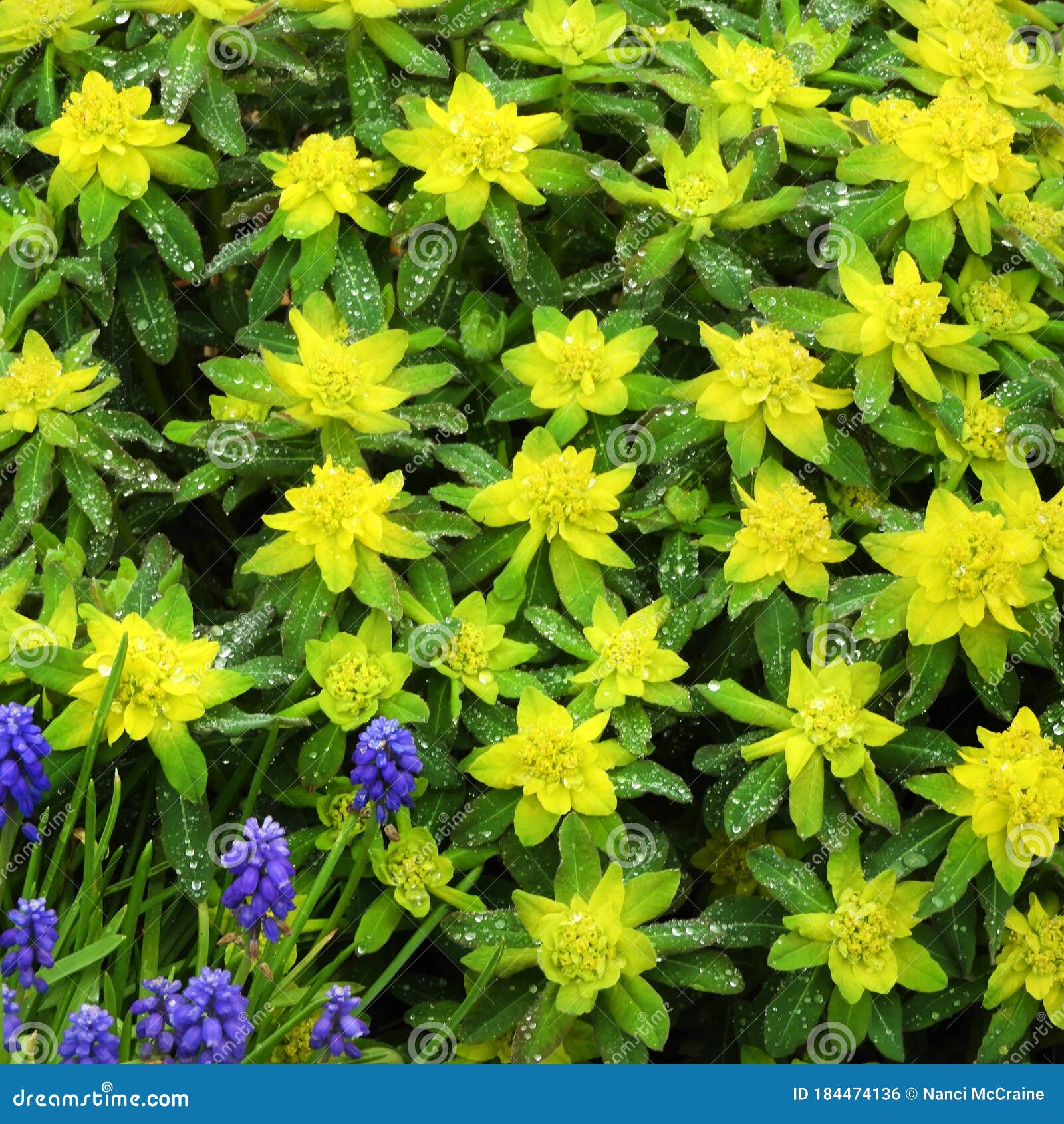 Cushion Spurge Garden Plant Yellow Flower Leaf Tops Stock Photo - Image ...