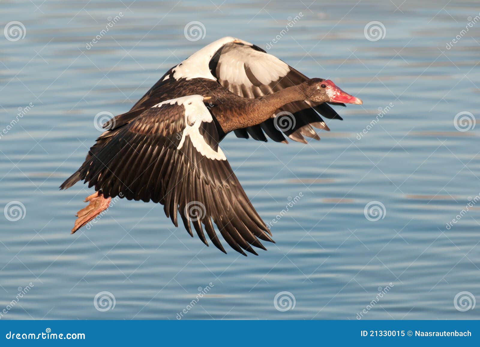Spurwinged goose in flight stock image. Image of avifauna - 21330015