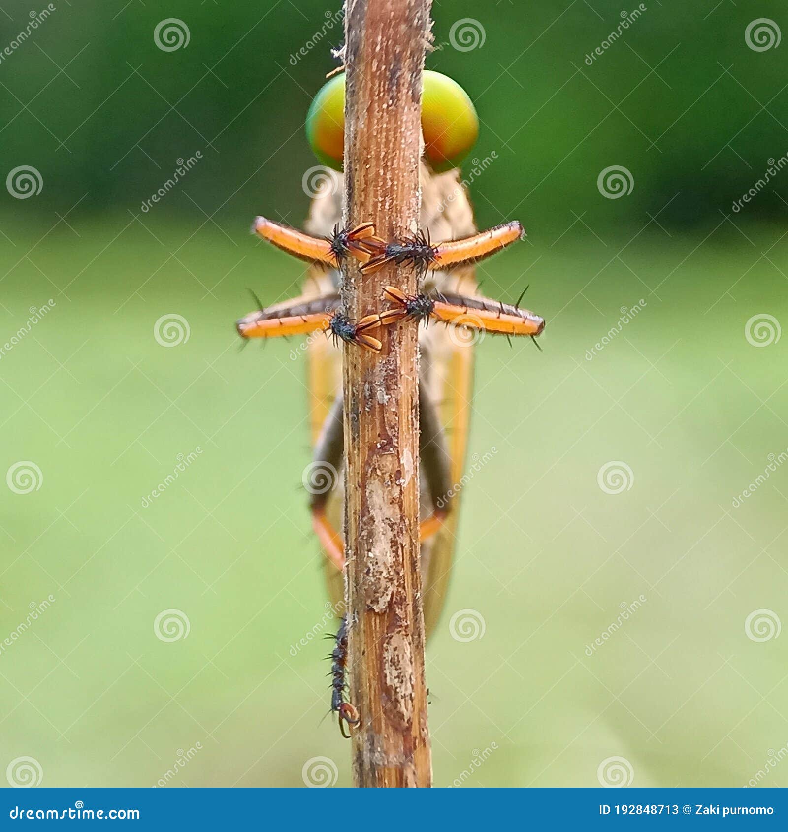 Spy robber fly stock image. Image of insect, animal - 192848713