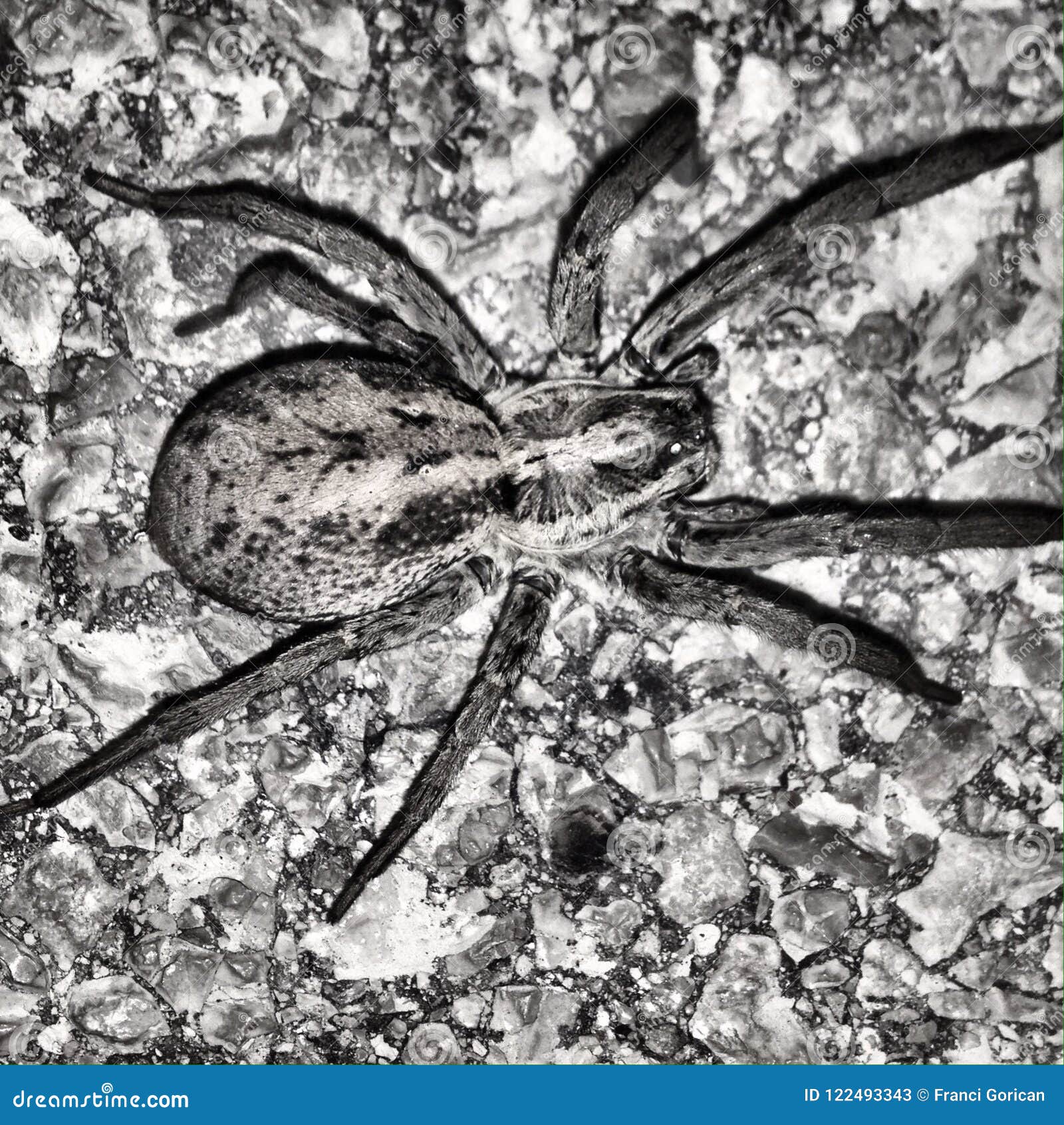 Spyder animal stock image. Image of spyder, soyder, catched - 122493343