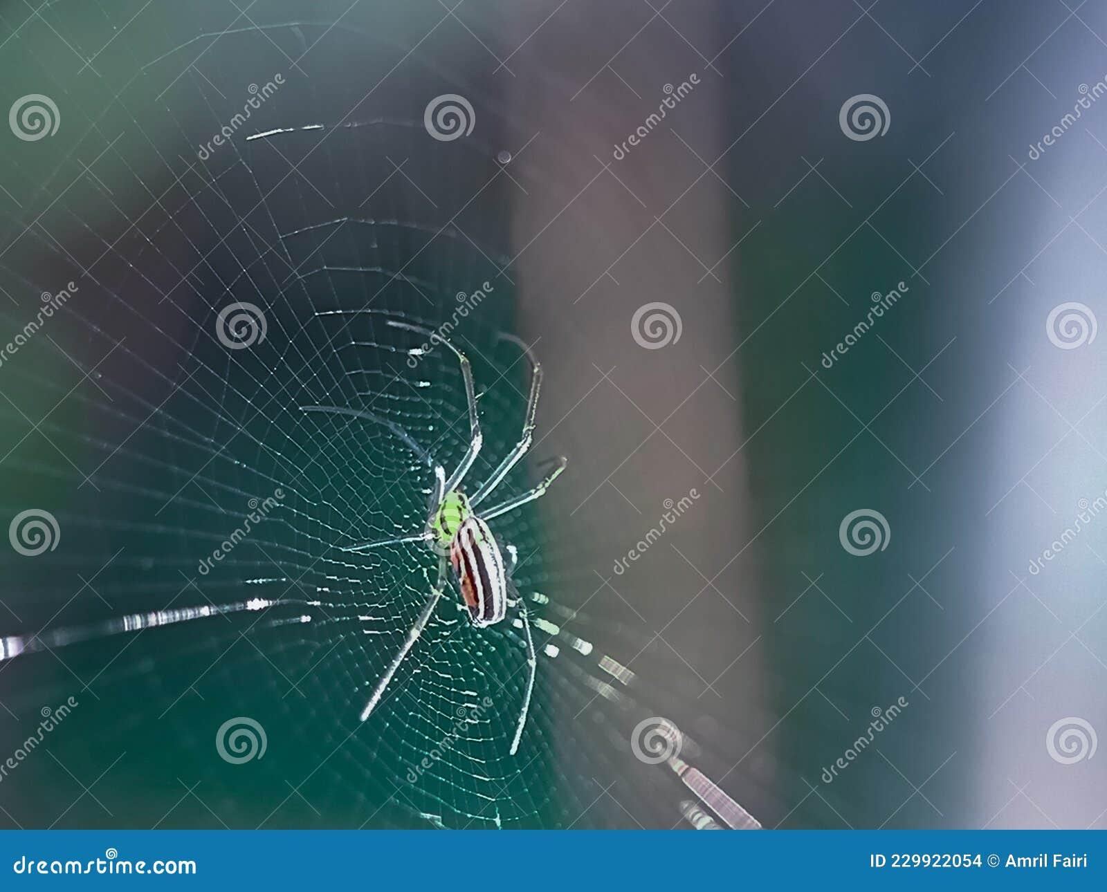 Spyder in the home stock photo. Image of spider, spyder - 229922054