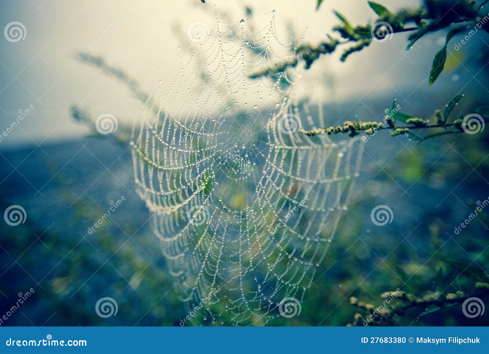 Spyder web stock photo. Image of morning, frame, natural - 27683380