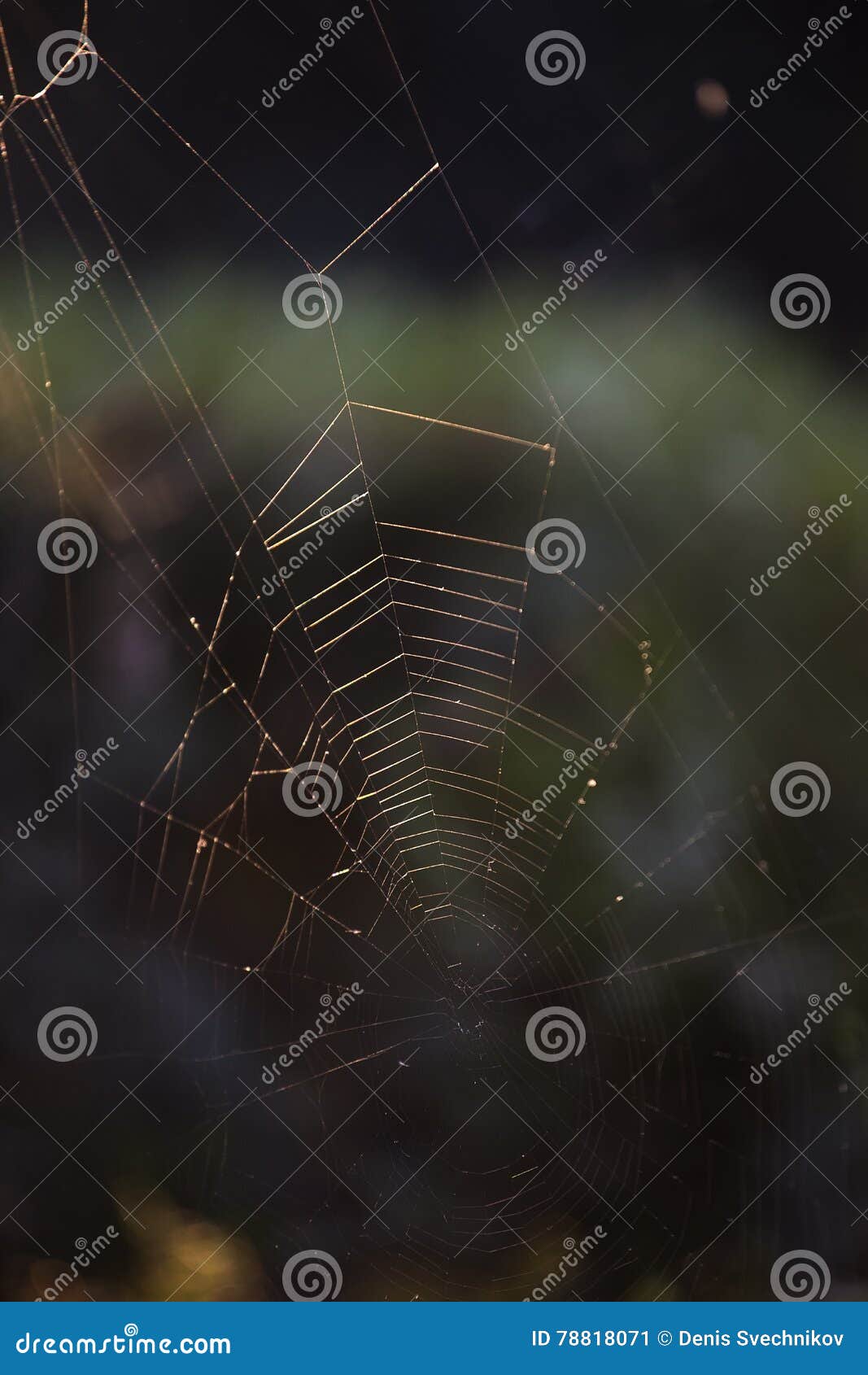 Spyder web in the sunlight stock image. Image of nature - 78818071