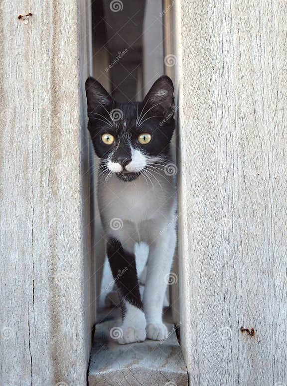 Sqeezed in stock image. Image of textures, eyes, kitty - 228975