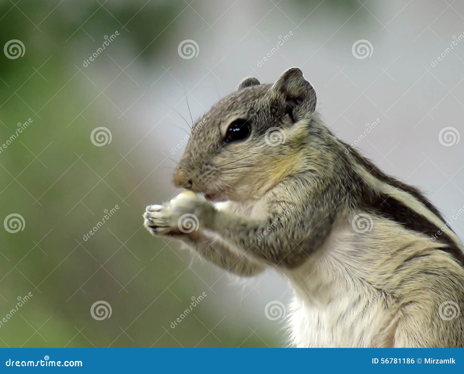 Indian Chipmunk stock photo. Image of ears, feeding, biology - 56781186