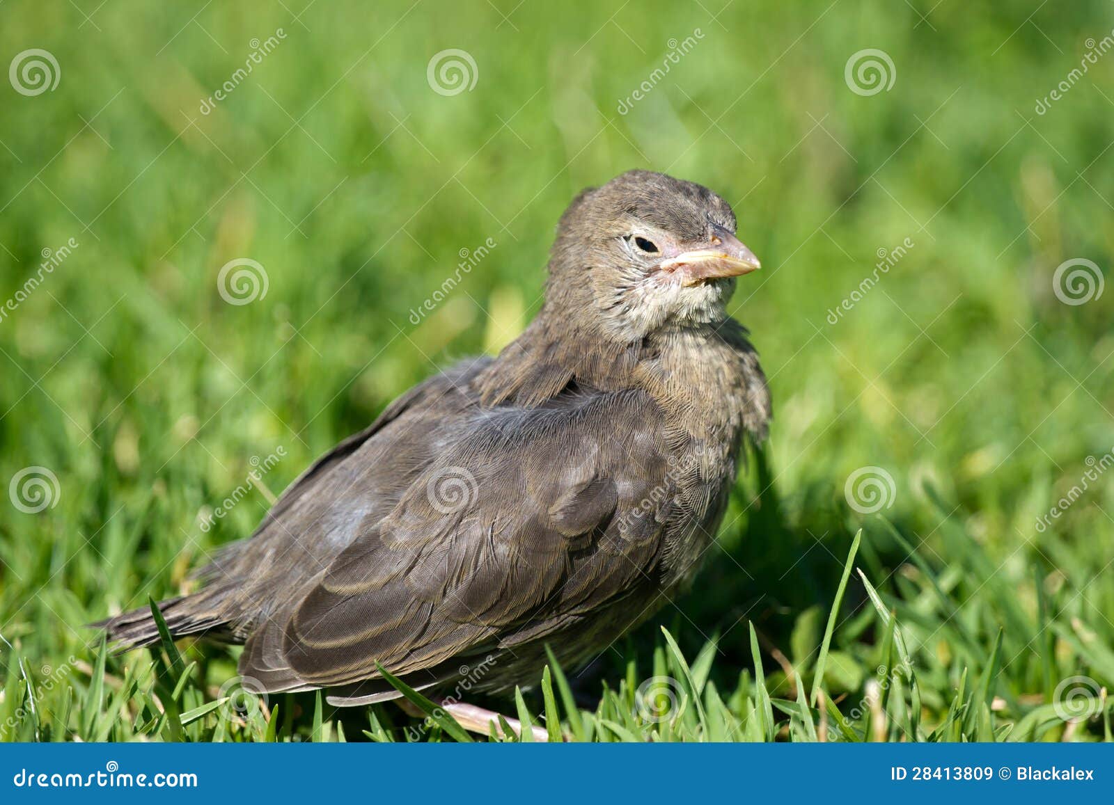 Squab immagine stock. Immagine di selvaggio, pitta, unito - 28413809