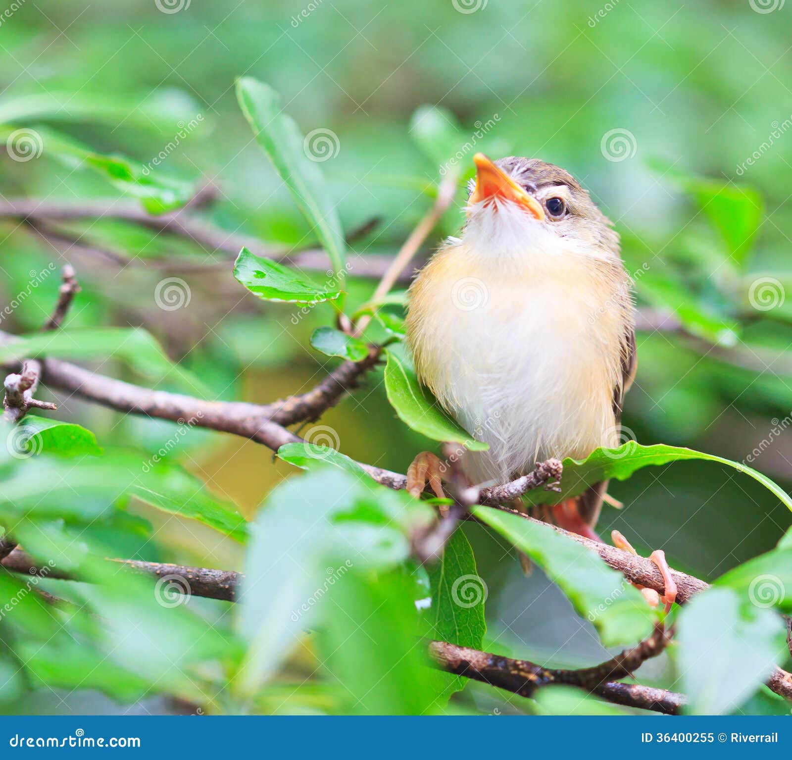 Squab learns to fly stock image. Image of asia, animal - 36400255