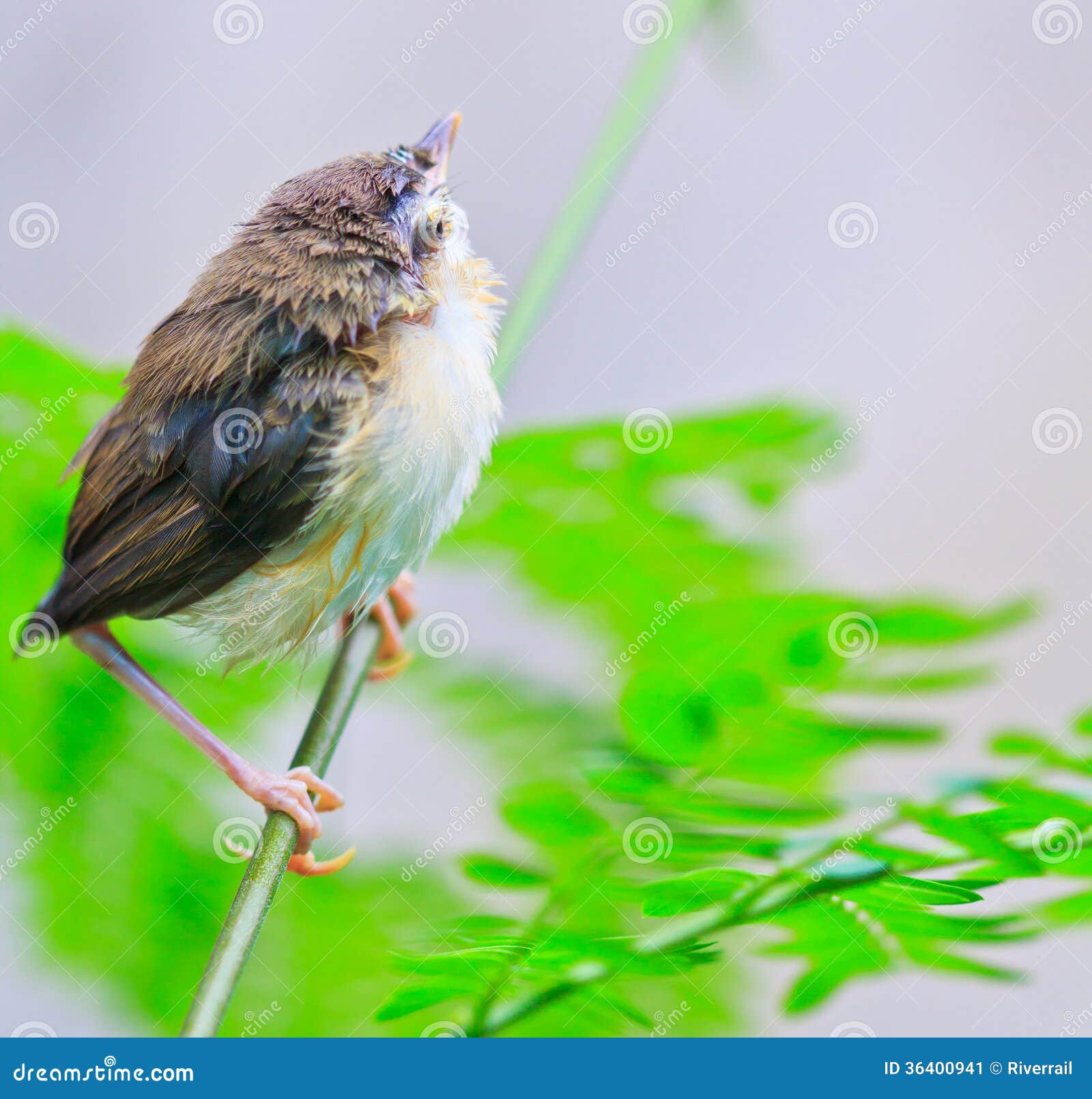 Squab learns to fly stock image. Image of avian, courteous - 36400941