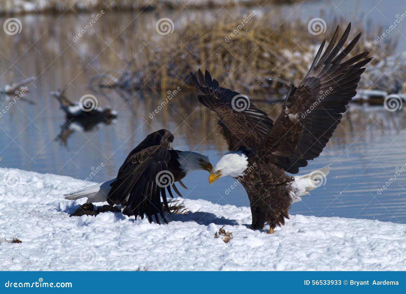 Squabble stock afbeelding. Image of adelaar, komst, dier - 56533933