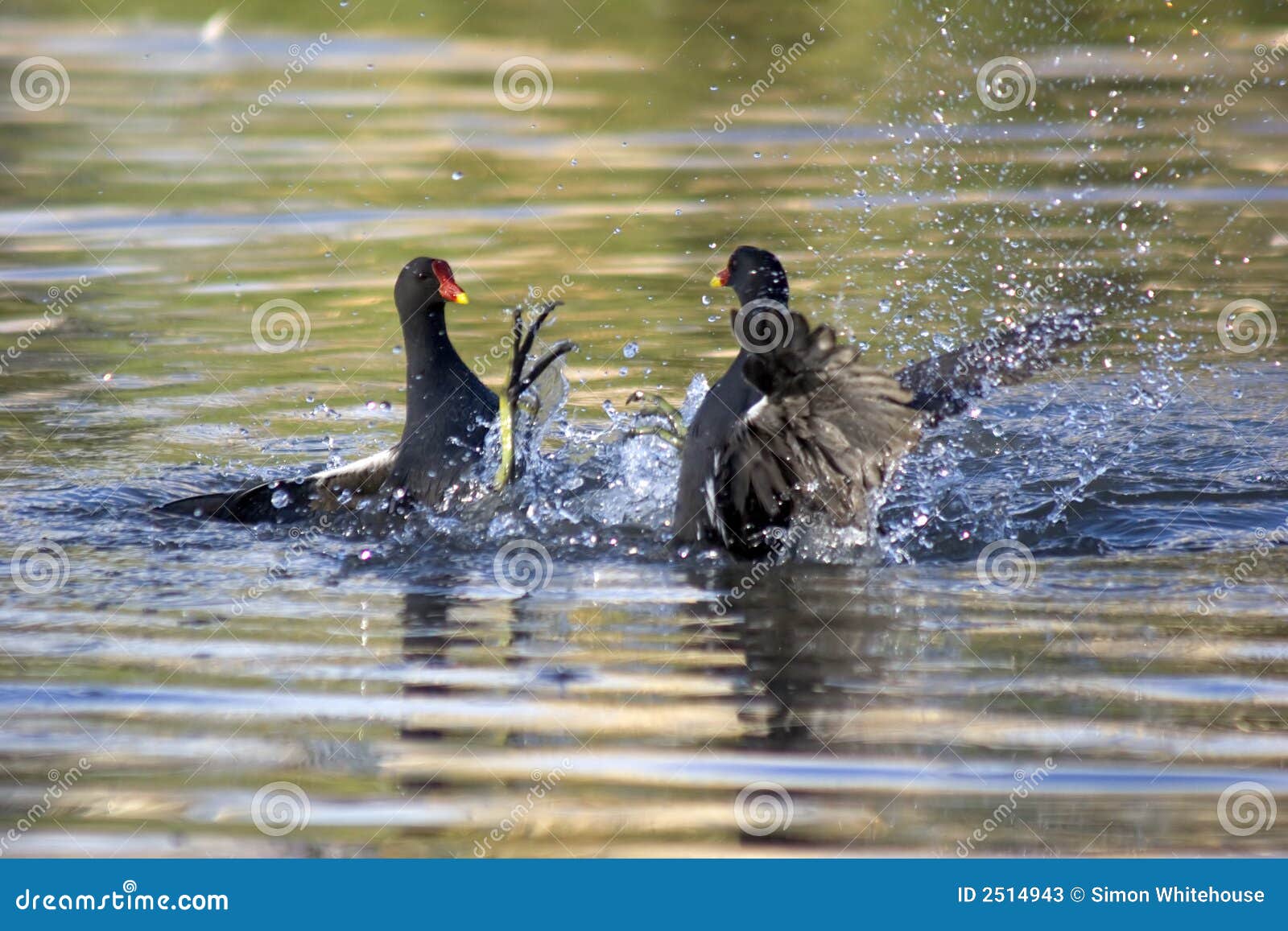 Squabbling Moorhens stock image. Image of grass, nature - 2514943