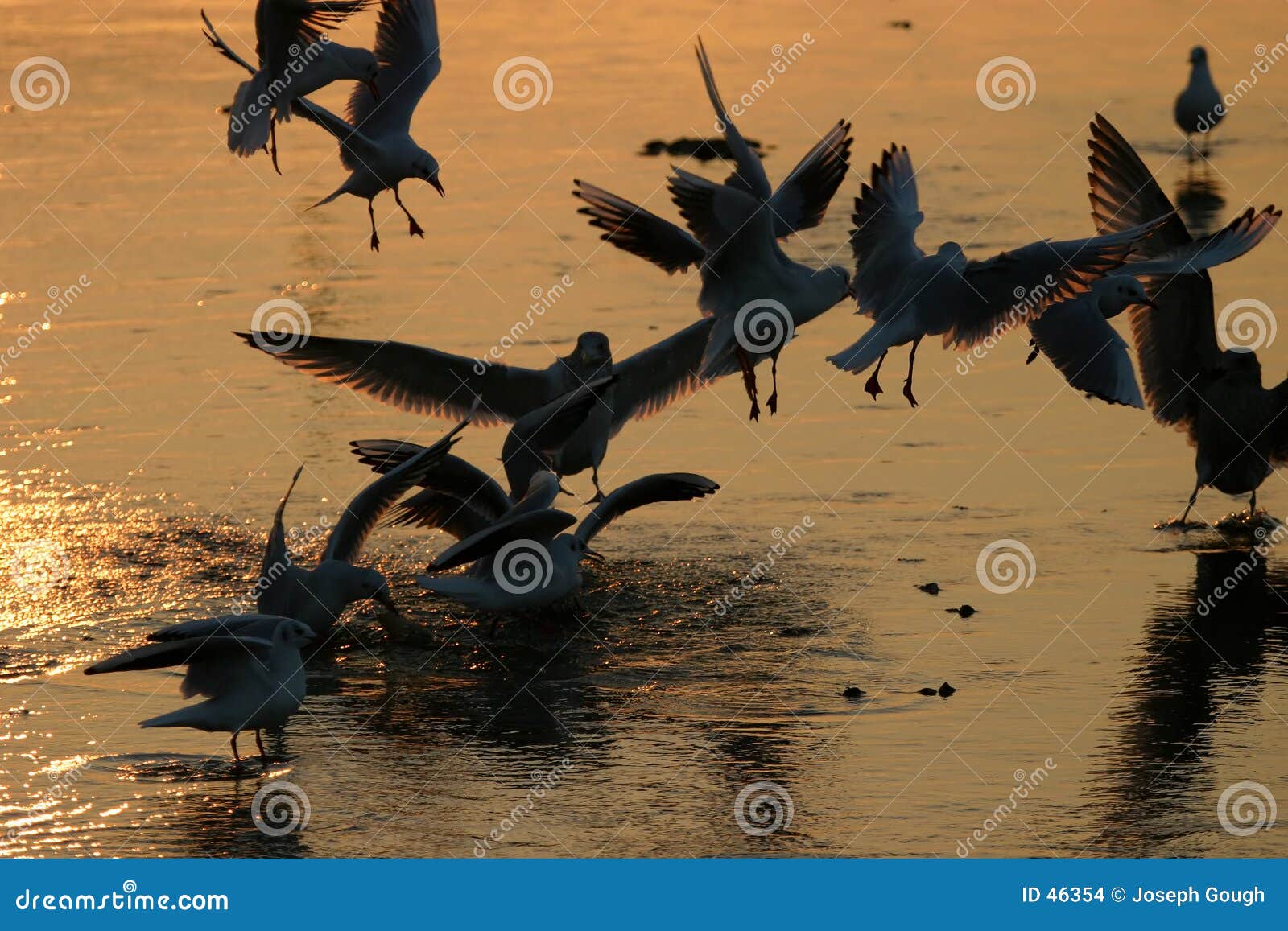 Squabbling Seagulls stock photo. Image of bird, splash, shadows - 46354