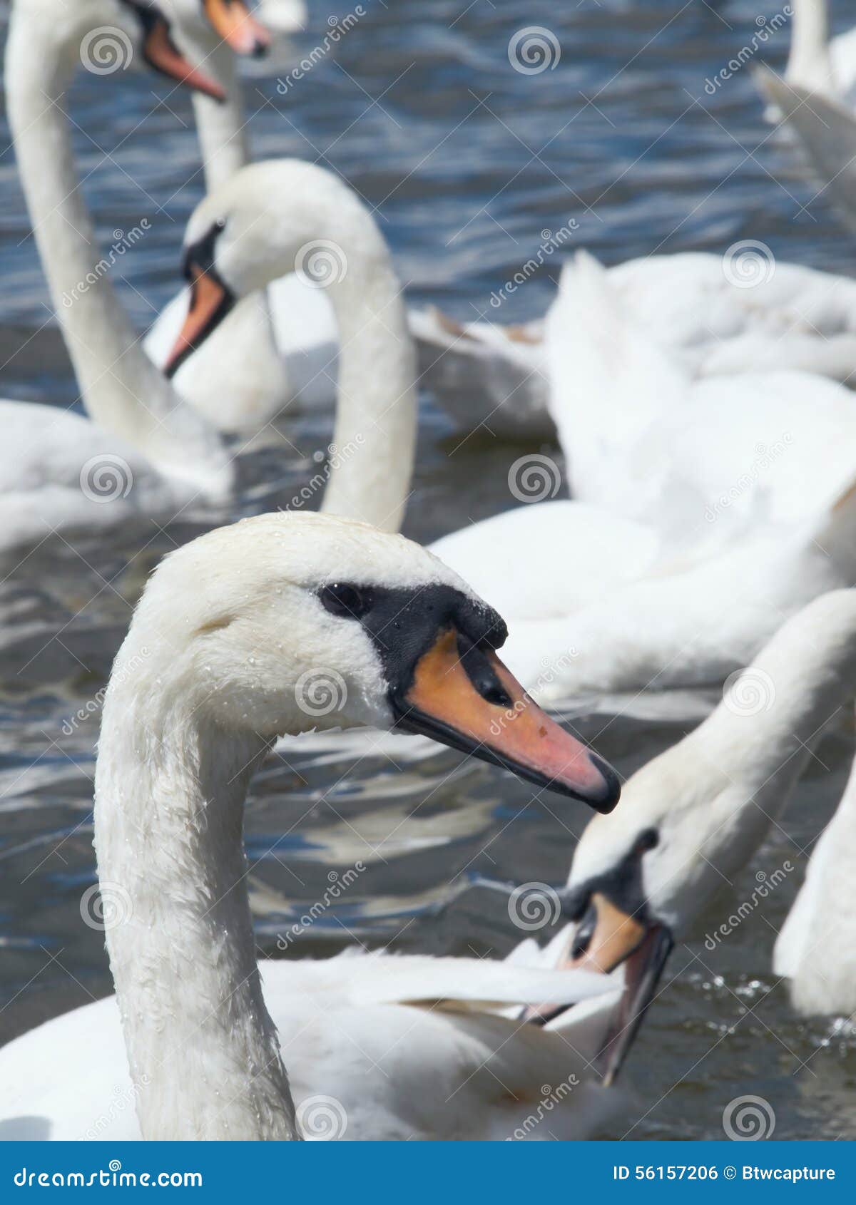 Squabbling swans stock photo. Image of back, aquatic - 56157206