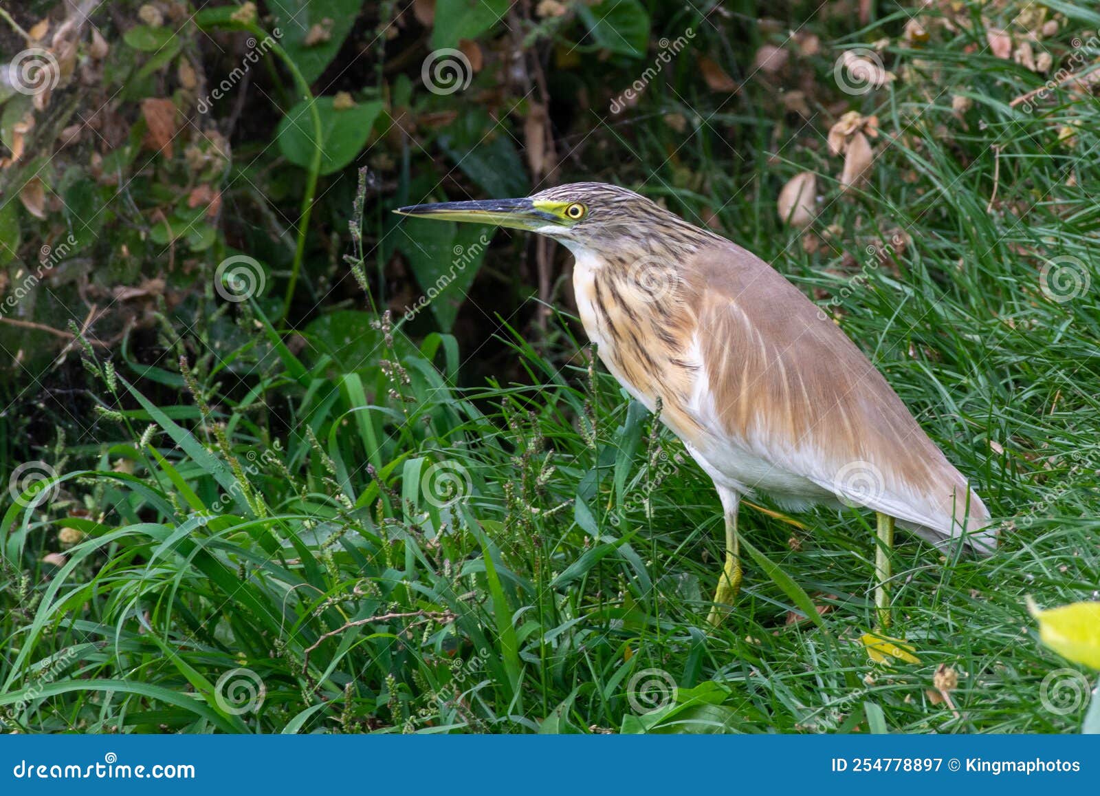 Squacco Heron Ardeola Ralloides Standing in Grass by the Water Stock ...
