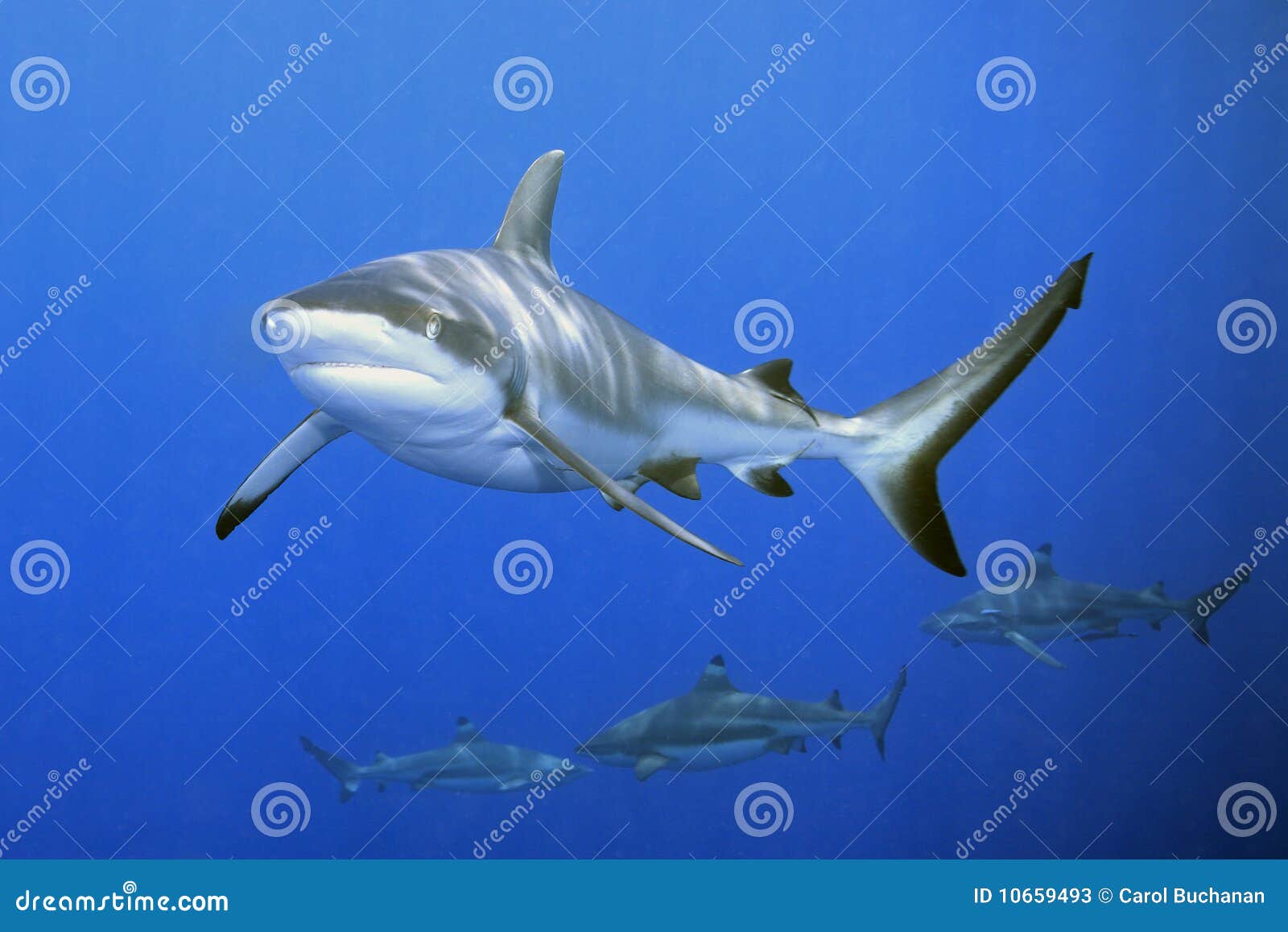 Squali immagine stock. Immagine di vita, squali, pesci - 10659493